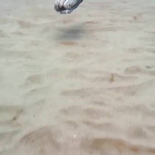 Octopus going stealth mode | Scrolller