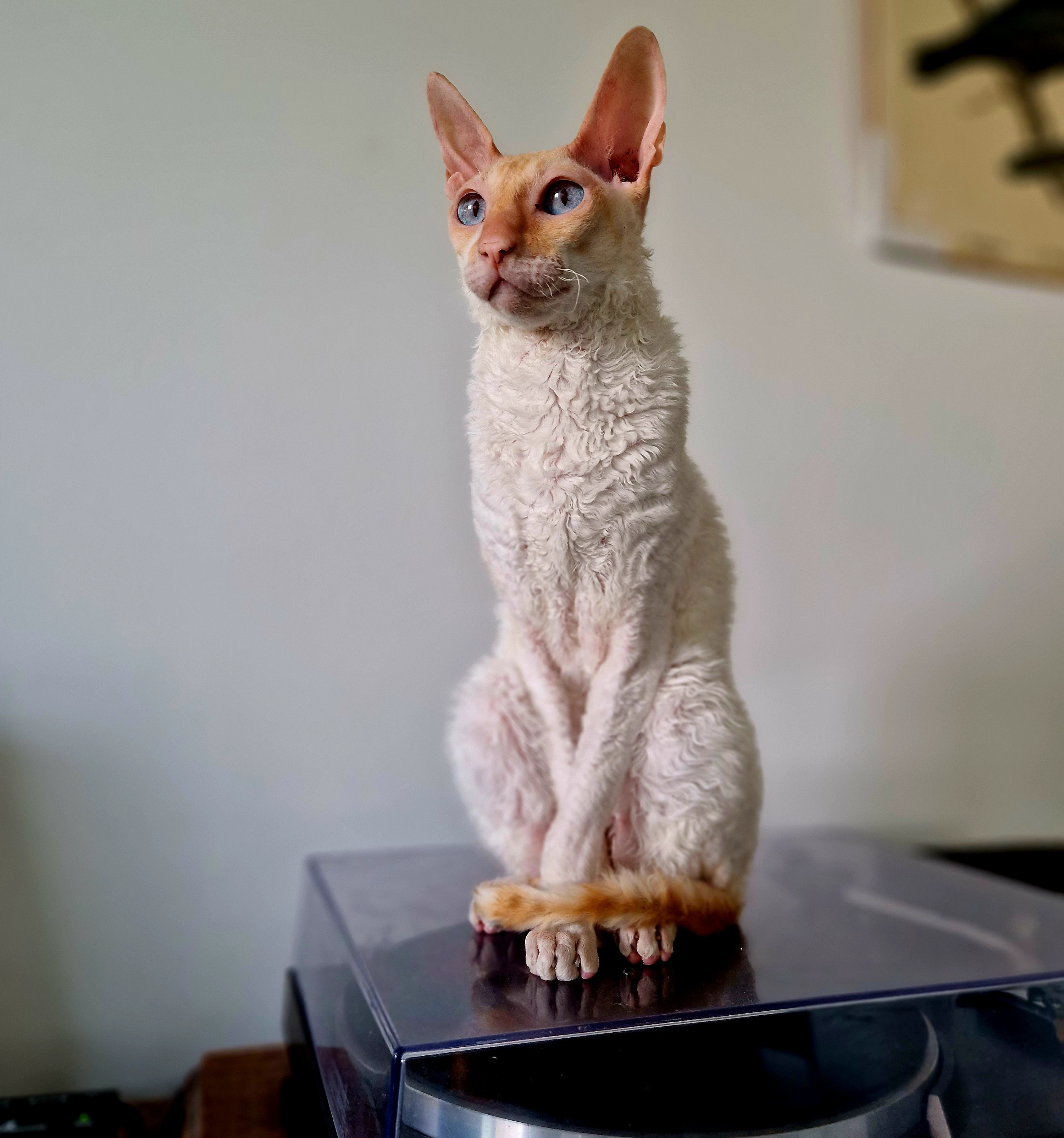 On the lookout for that second brain cell! | Scrolller