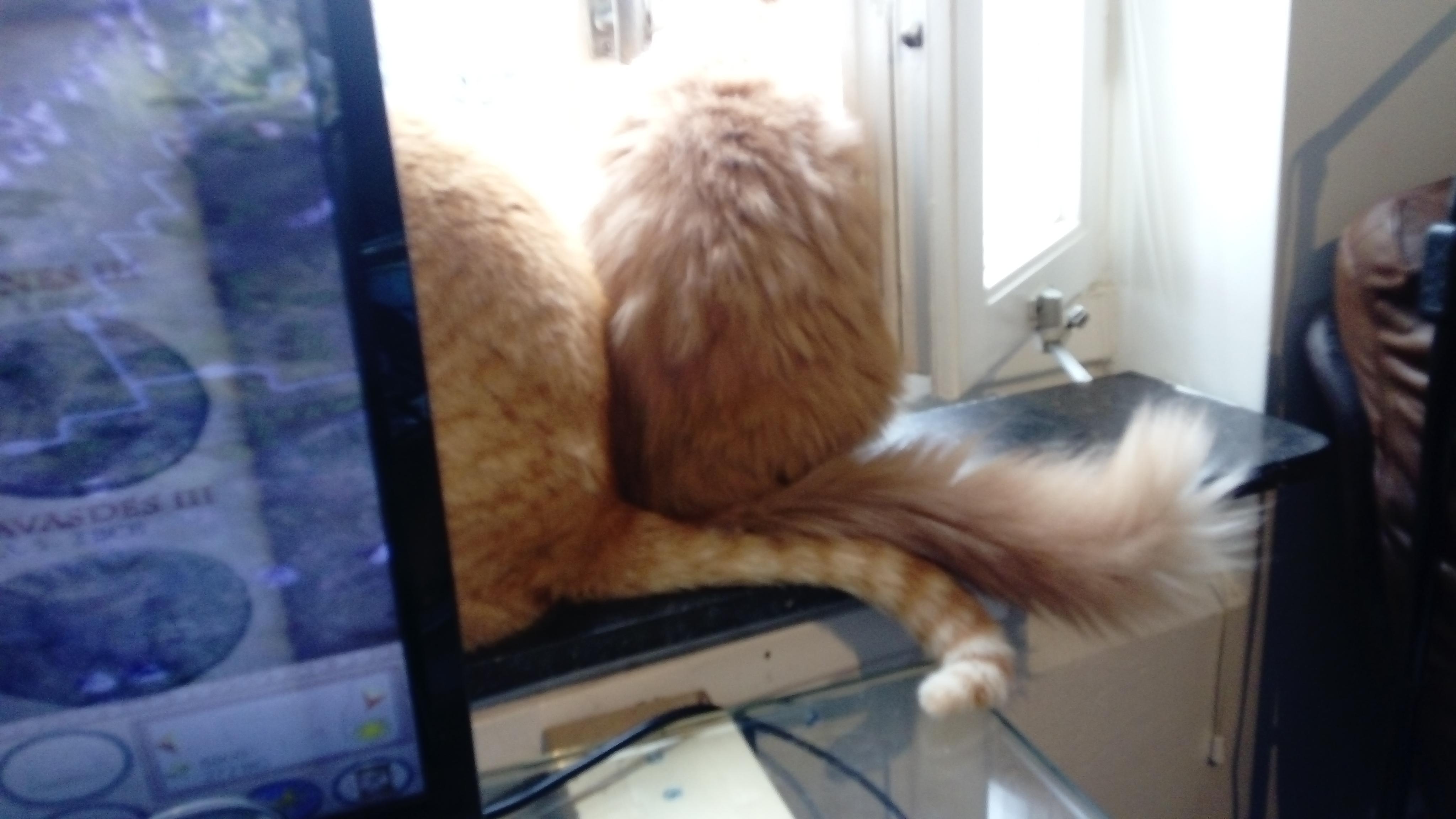 One floofy, one straight | Scrolller