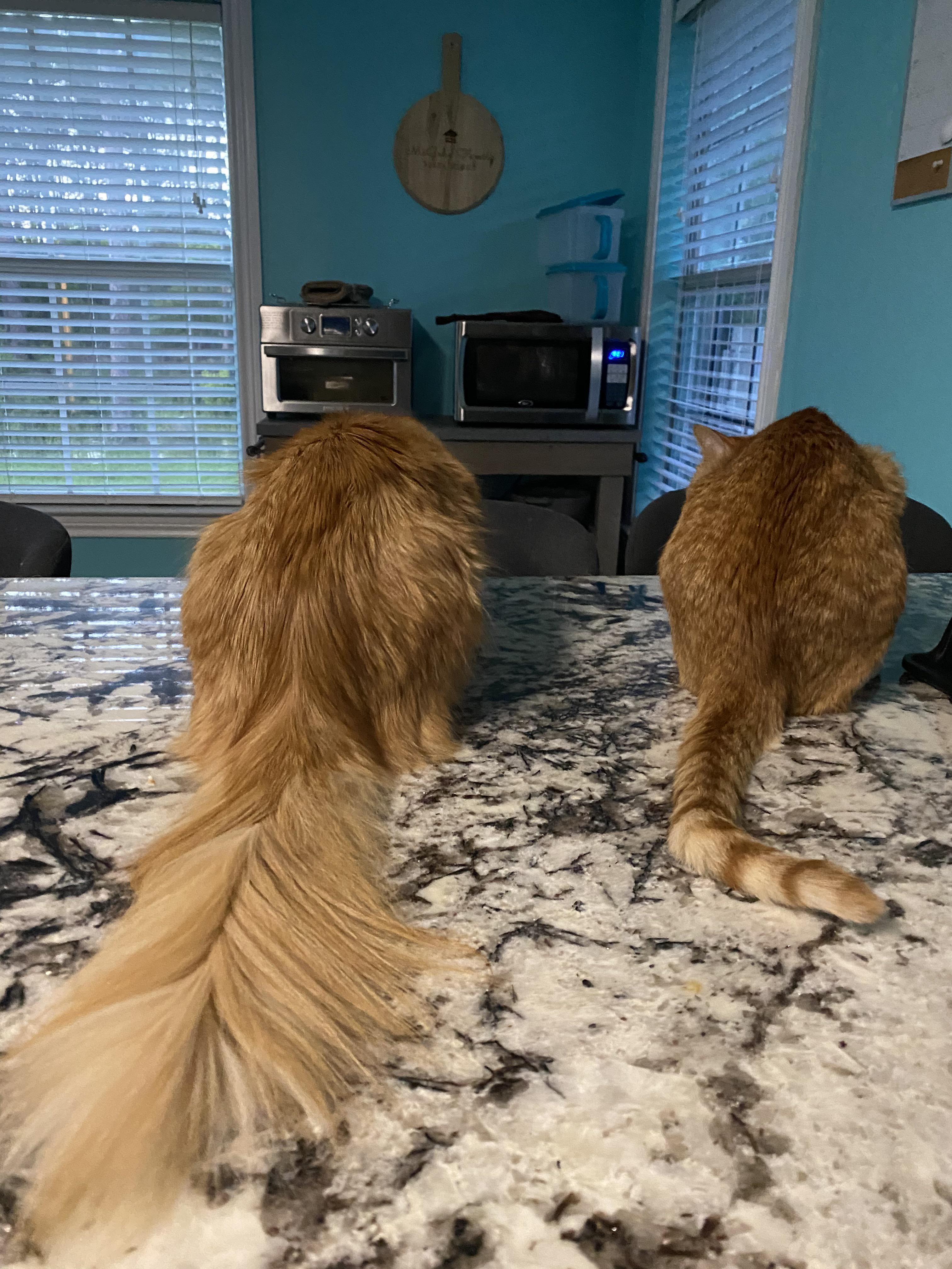 Only one brother got the floof | Scrolller