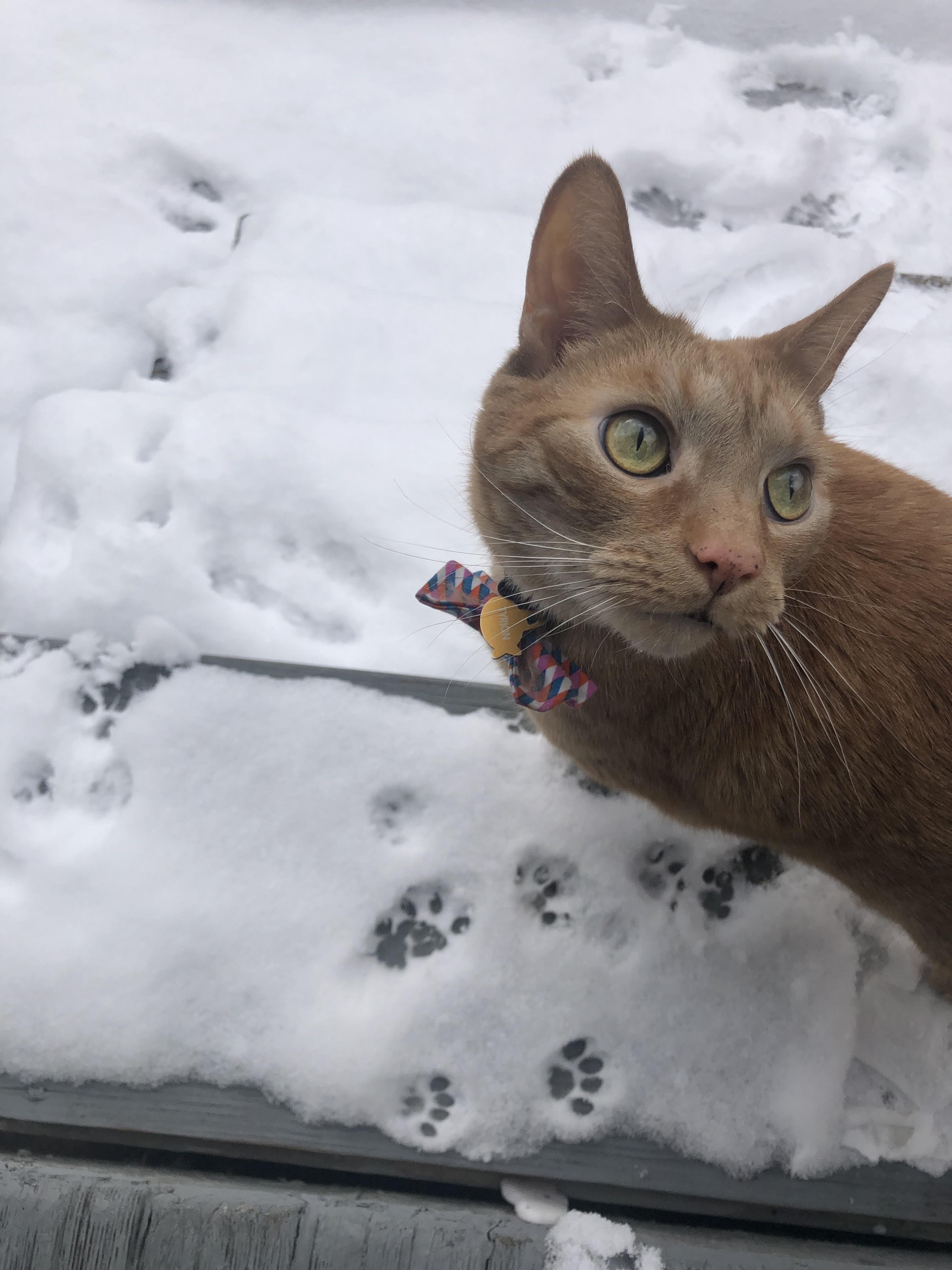 Orange circus peanuts in the snow | Scrolller