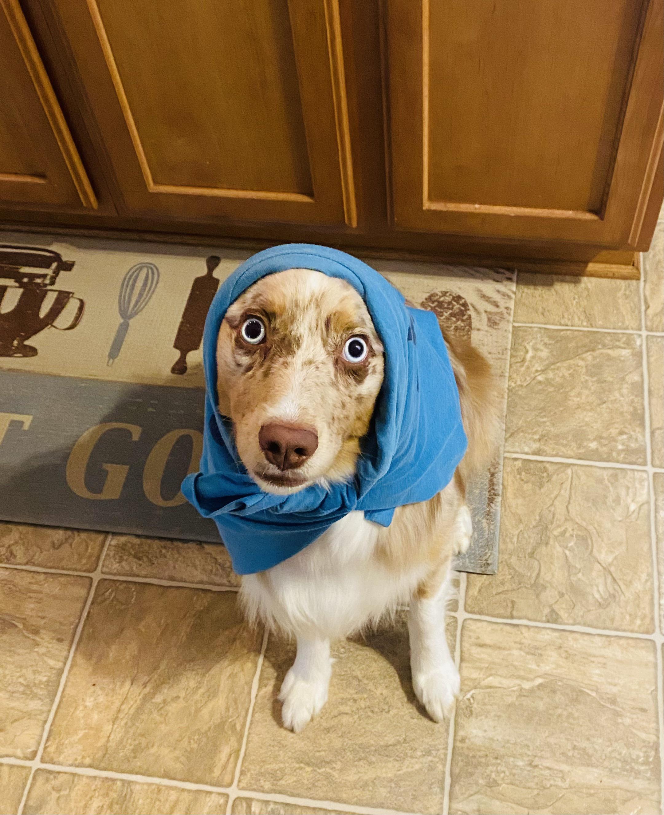 Our 2 Year-Old Aussie Babushka | Scrolller