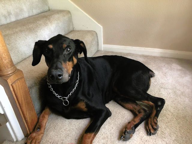 Our handsome lumpy boy | Scrolller