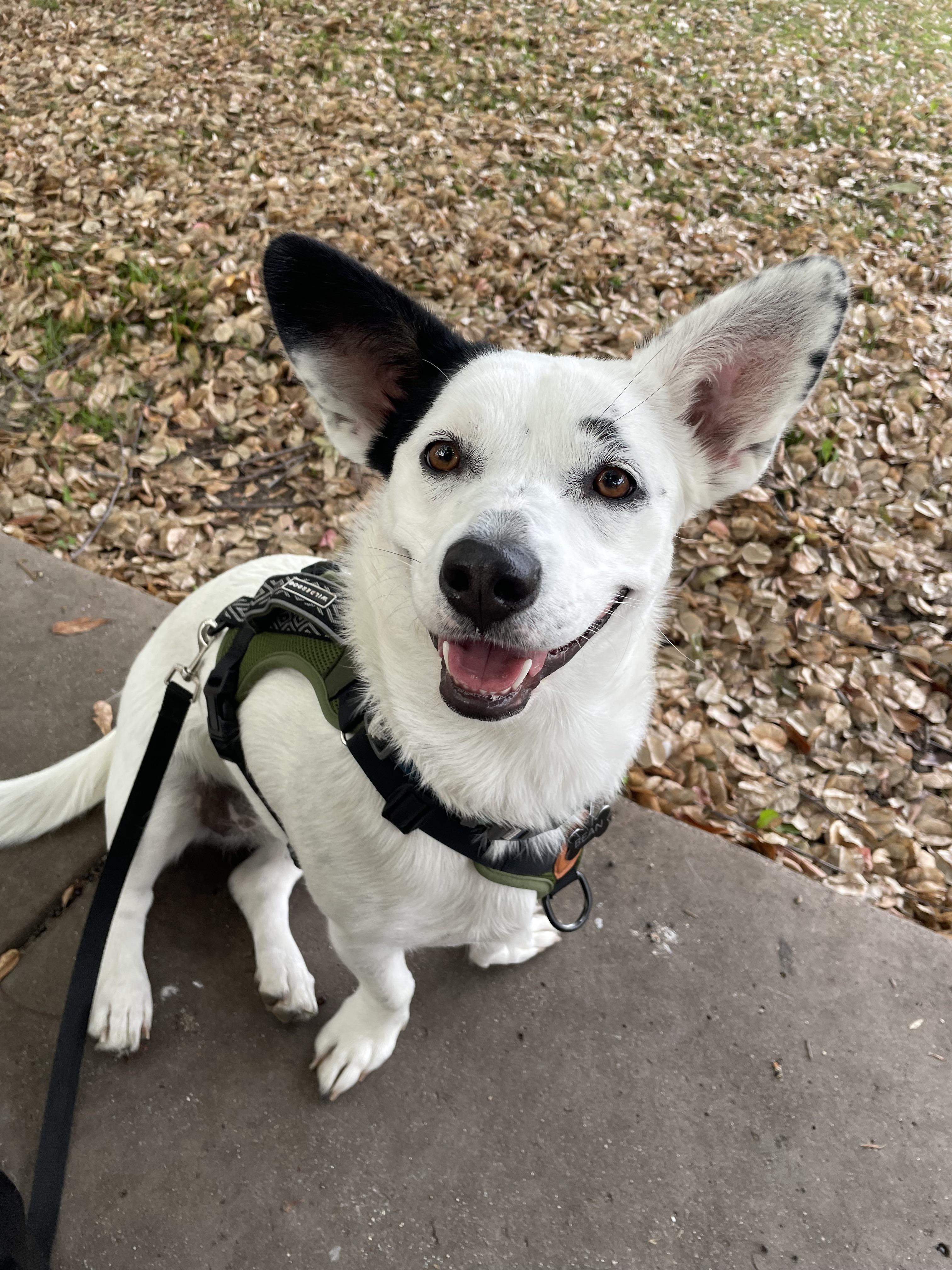 Our happy girl, Bean! | Scrolller