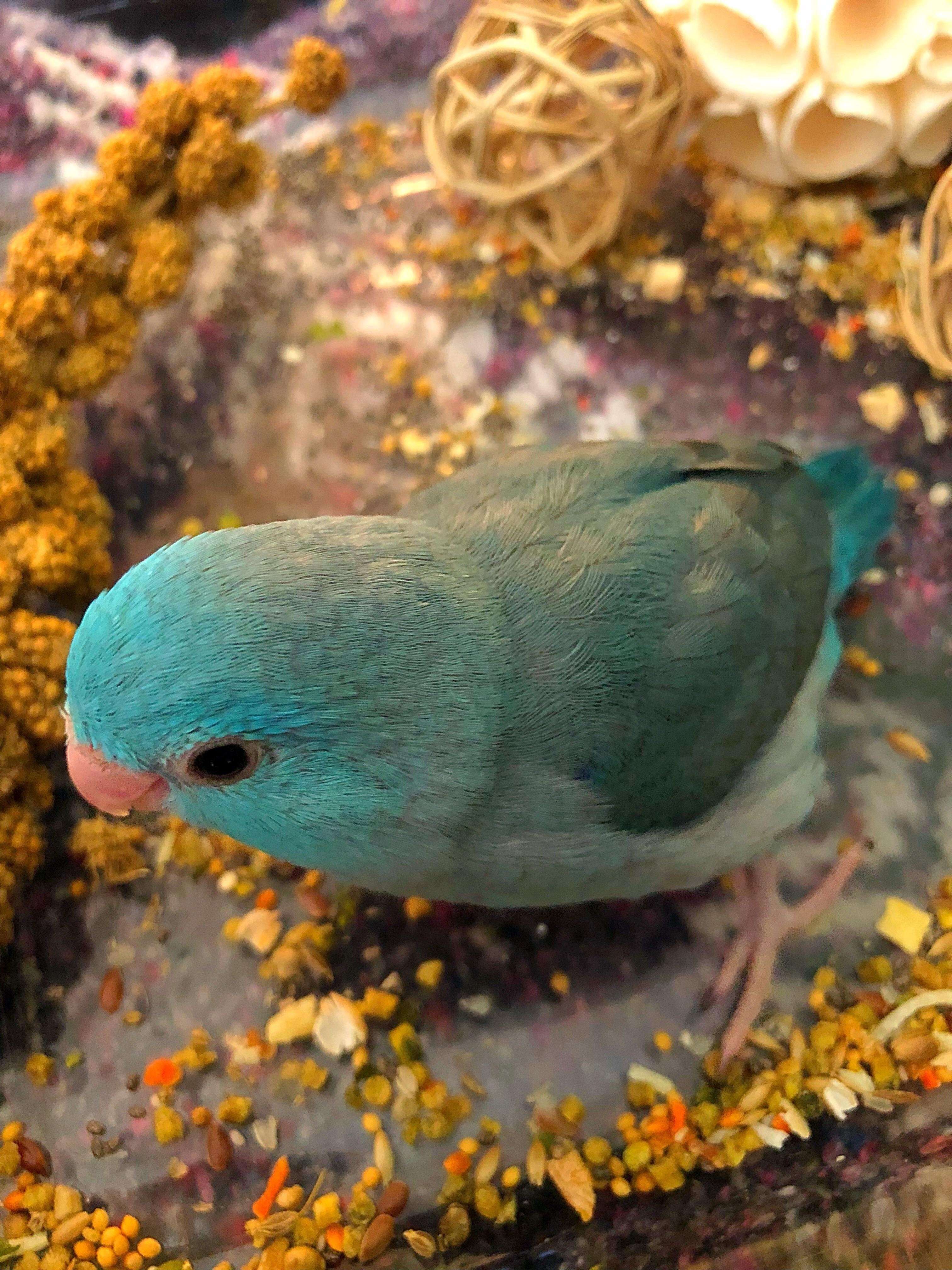 "Our new fid, Nikola. 2 month old pacific parrotlet." [x-post from r/parrots] | Scrolller
