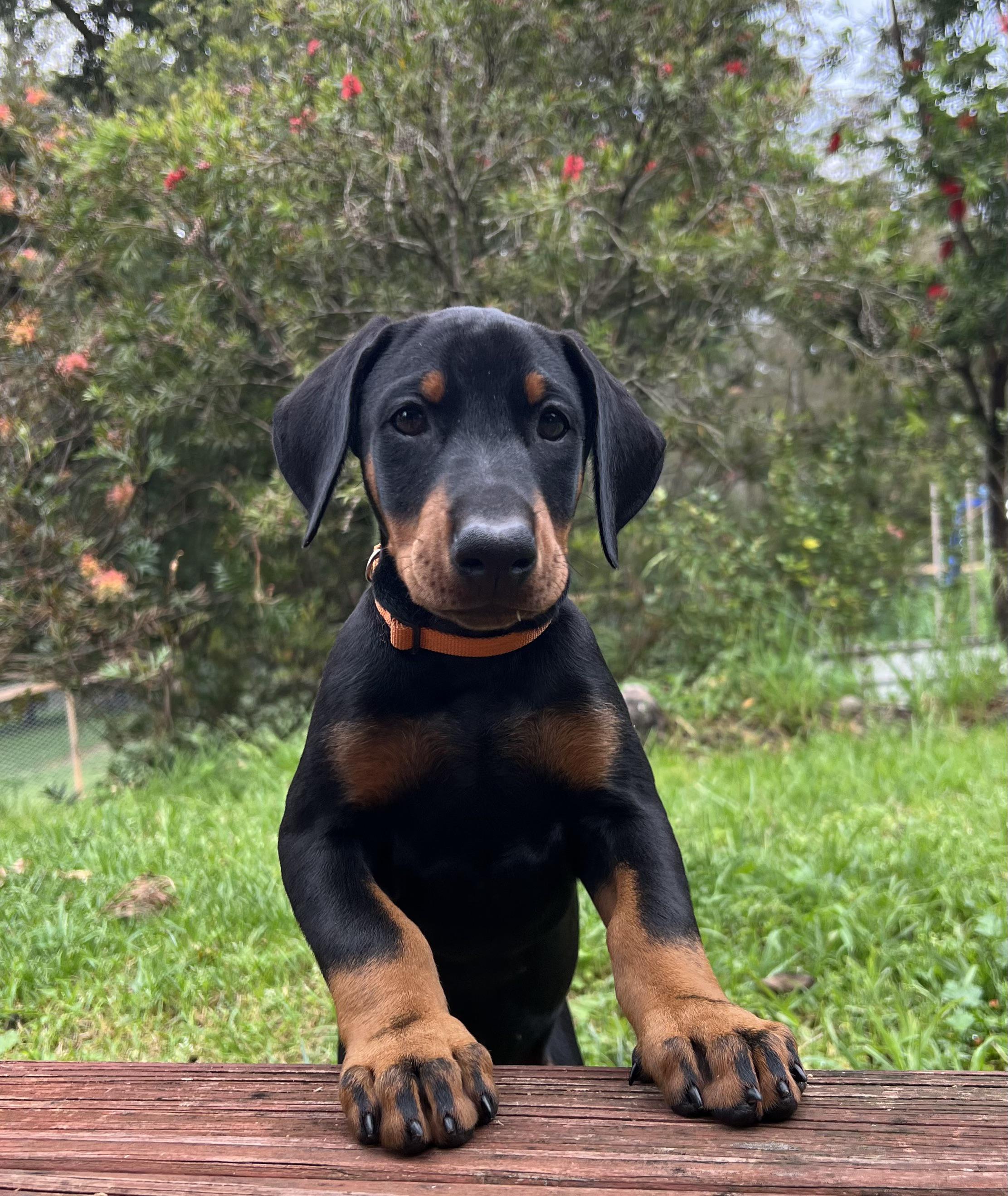 Our new puppy! | Scrolller