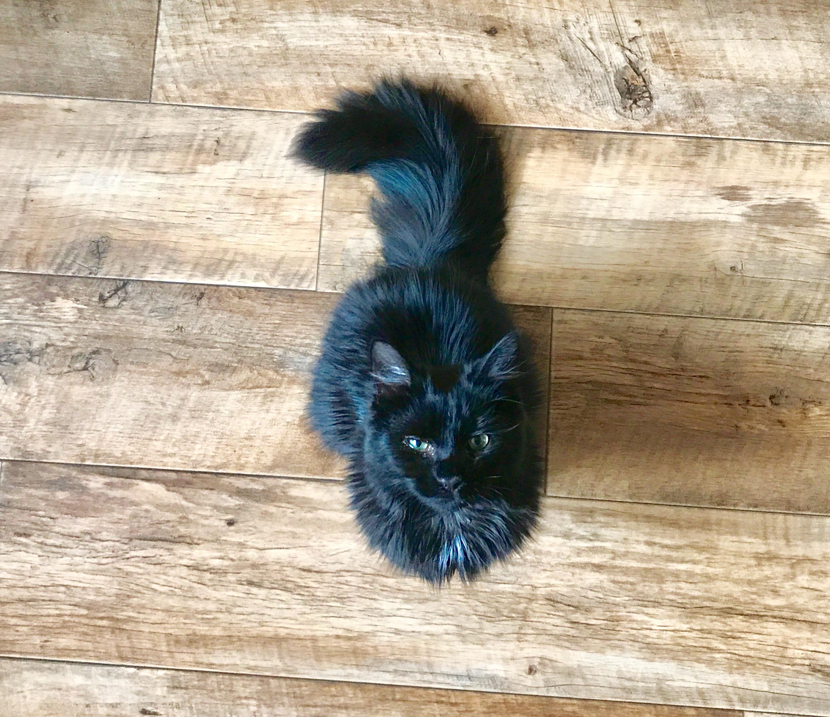 Our very own bottlebrush, Freya 💕 | Scrolller