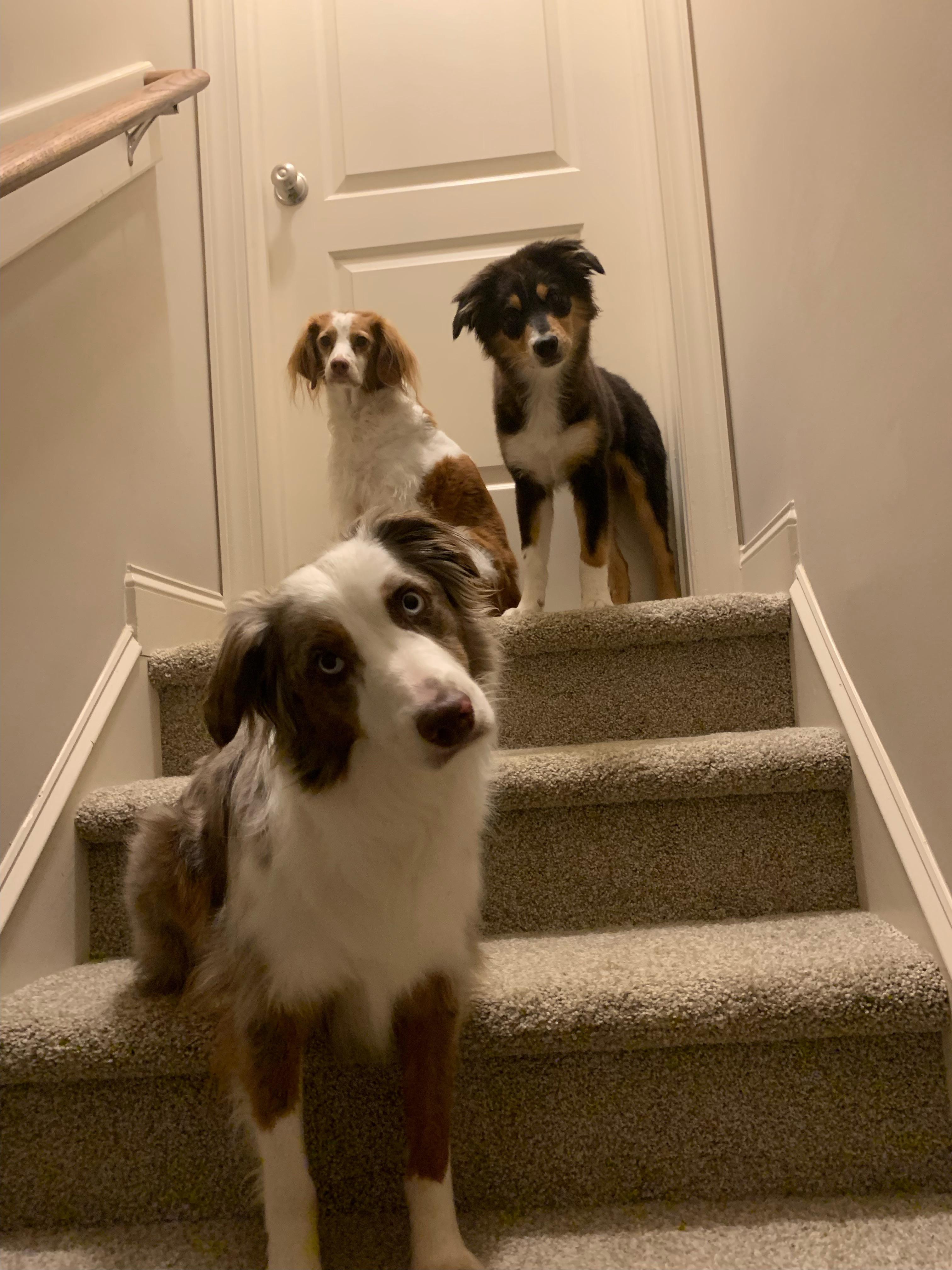 Our wiggle butts! (featuring a Brittany) | Scrolller
