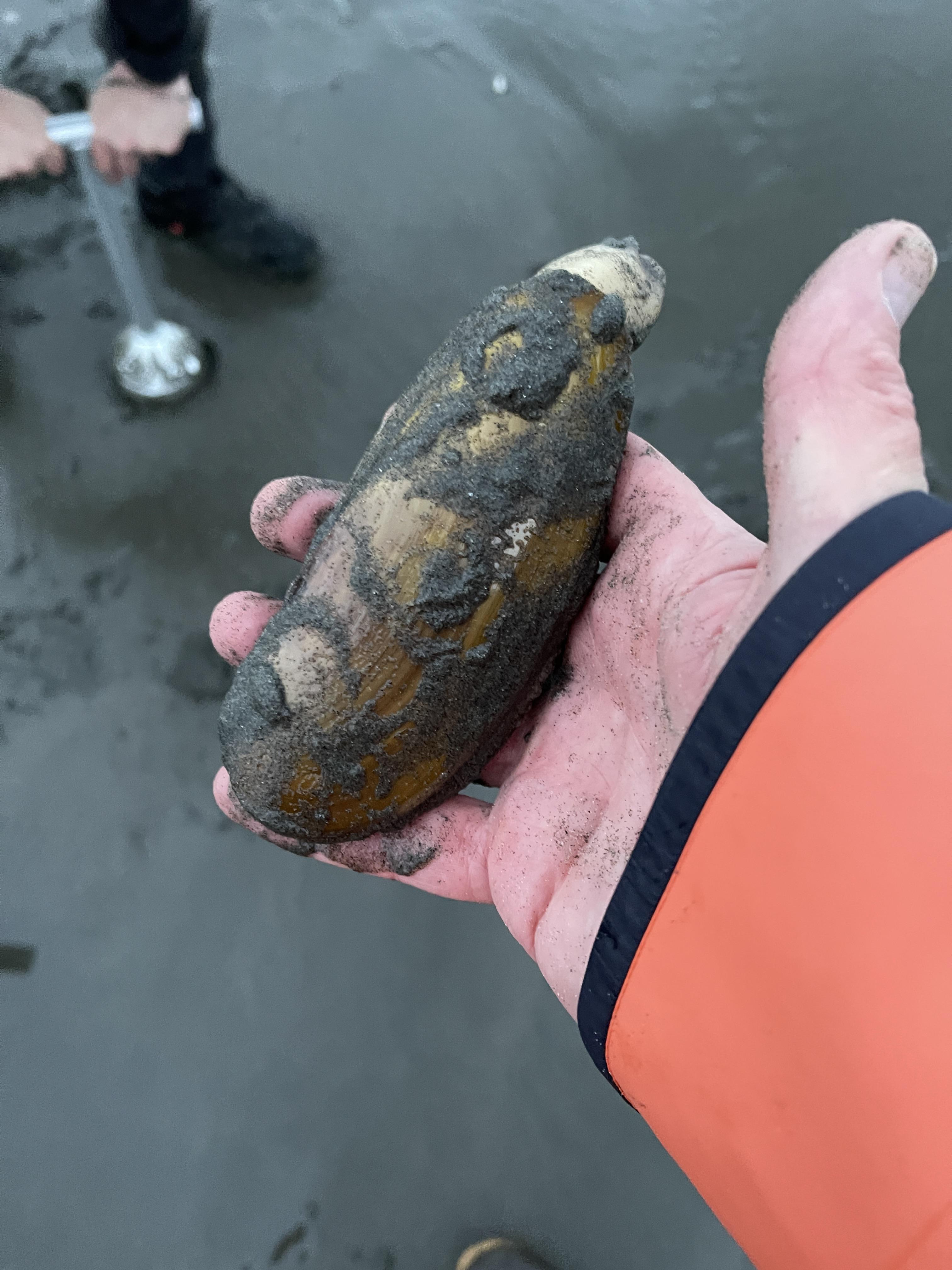 Pacific razor clam | Scrolller