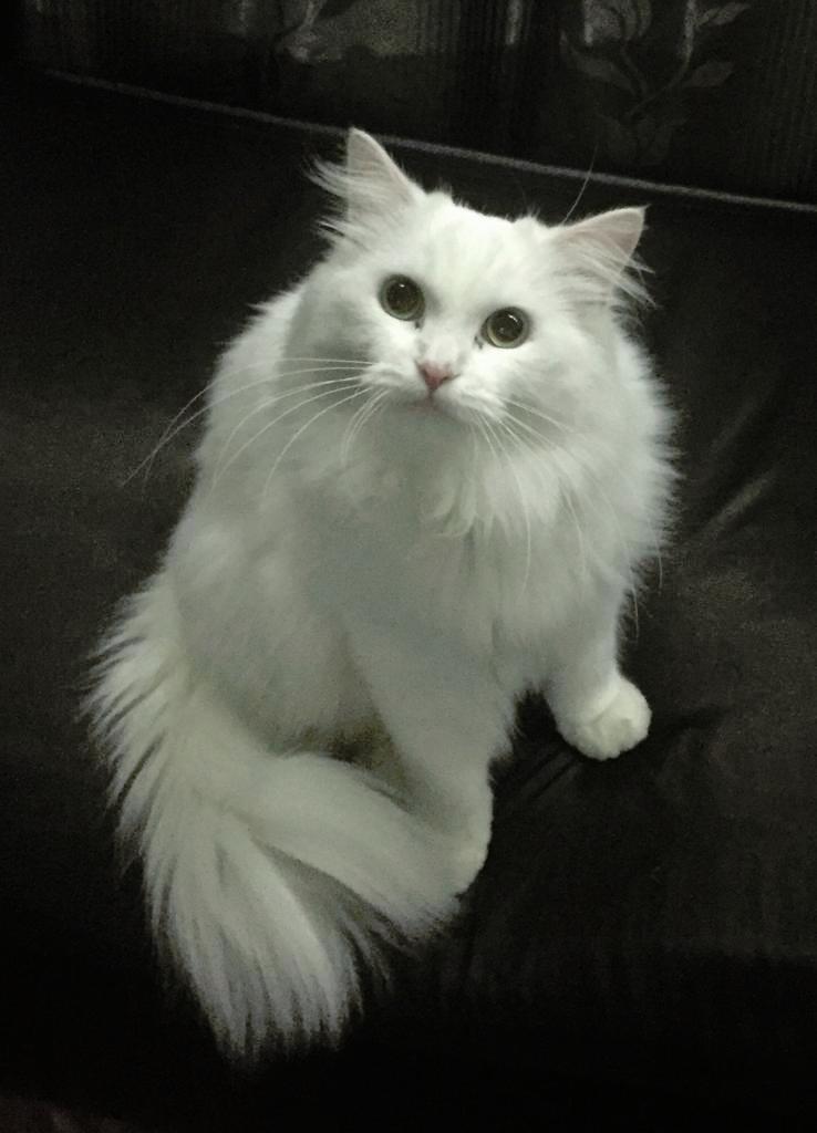 Pafi's peanut | Scrolller