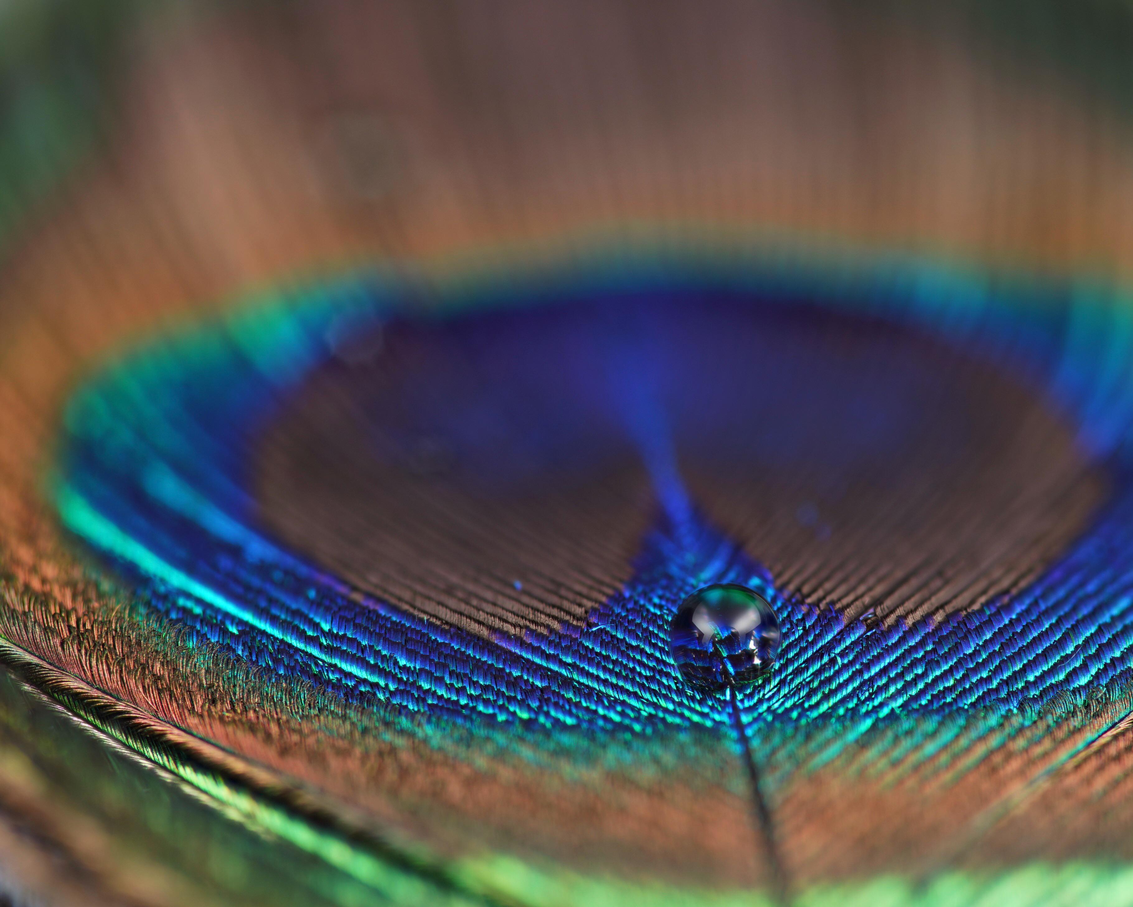 Peacock feathers 🪶 with water drop 💧 | Scrolller
