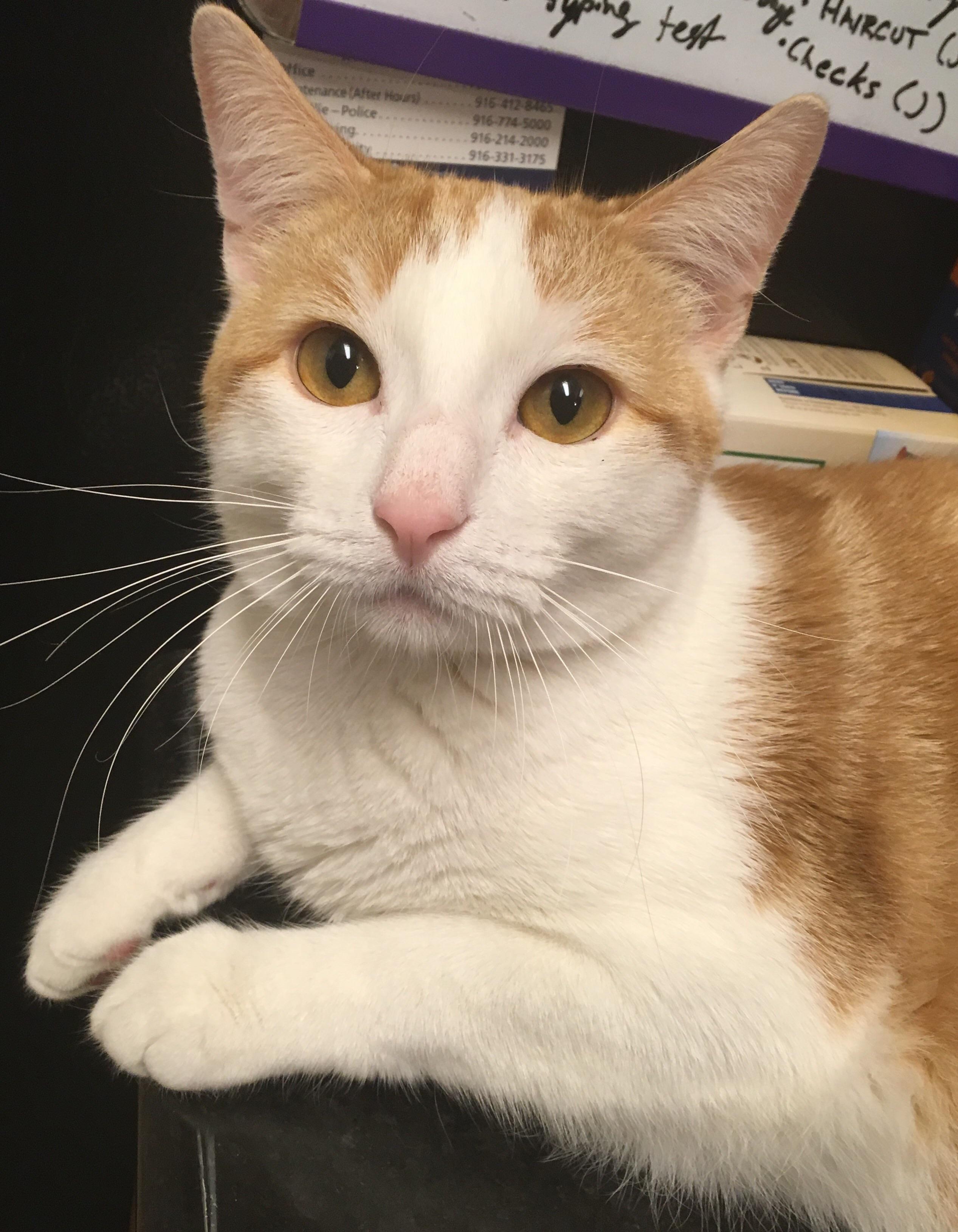 PeaNut 🥜 | Scrolller