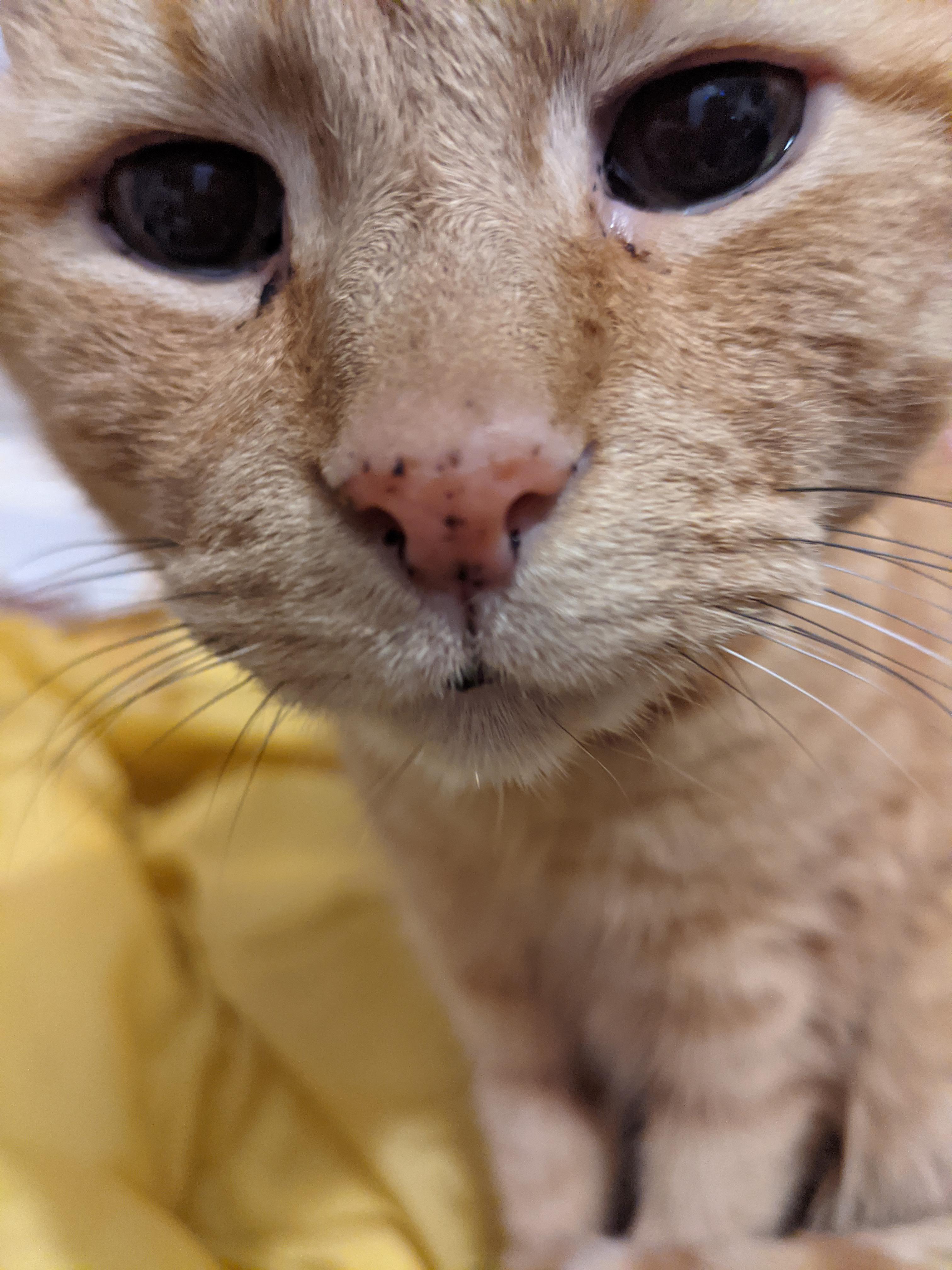 Peanut boi | Scrolller