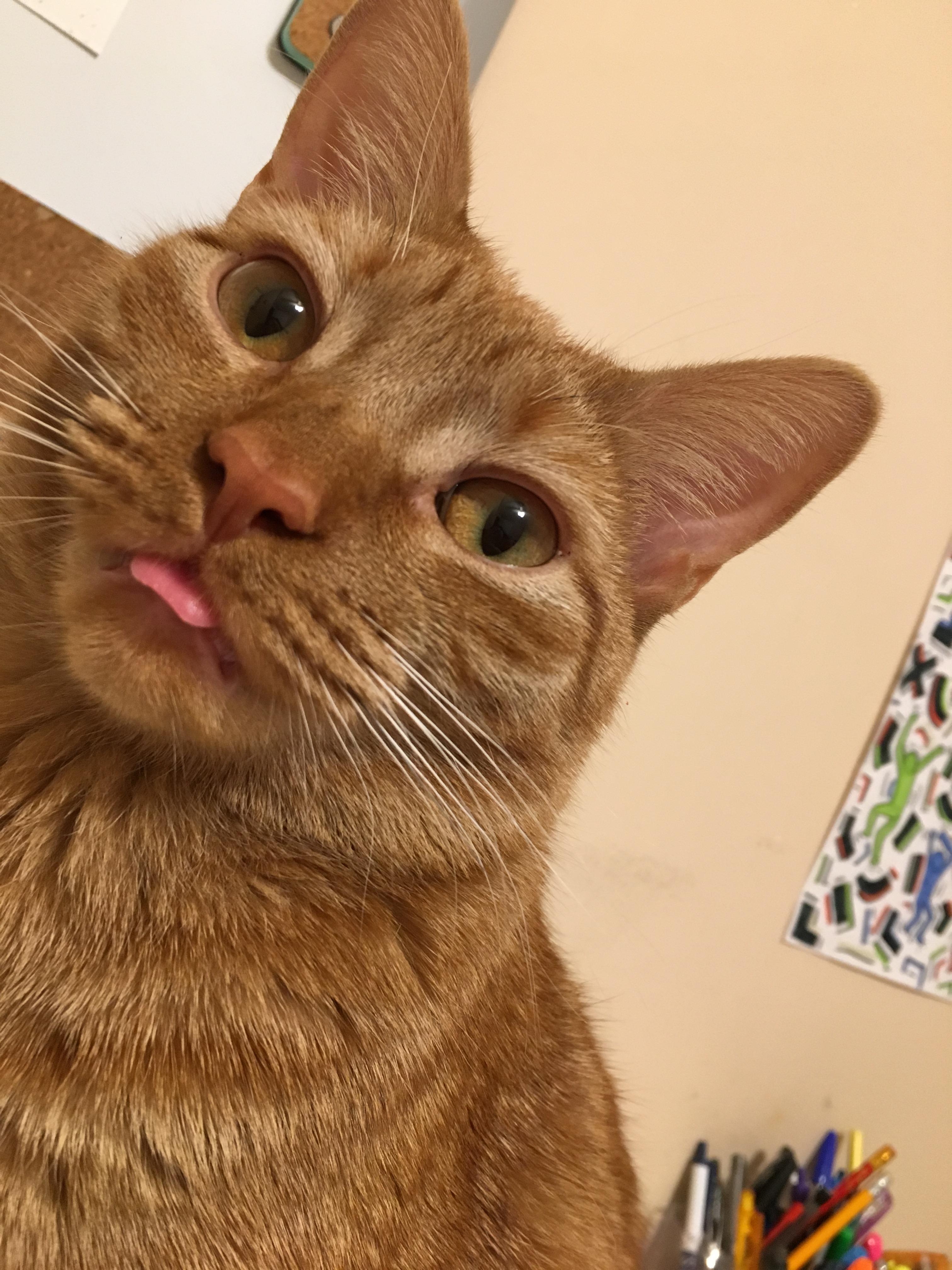 Peanut tabby | Scrolller