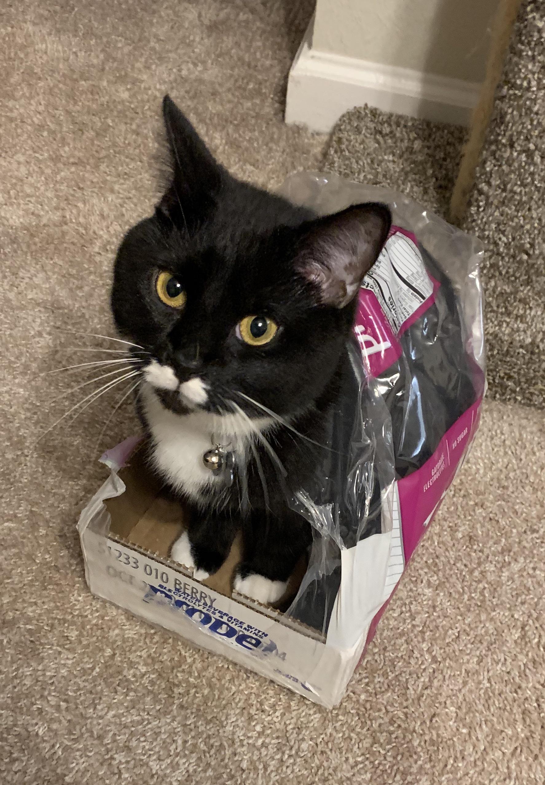 Peanut whiskers and a fancy box | Scrolller