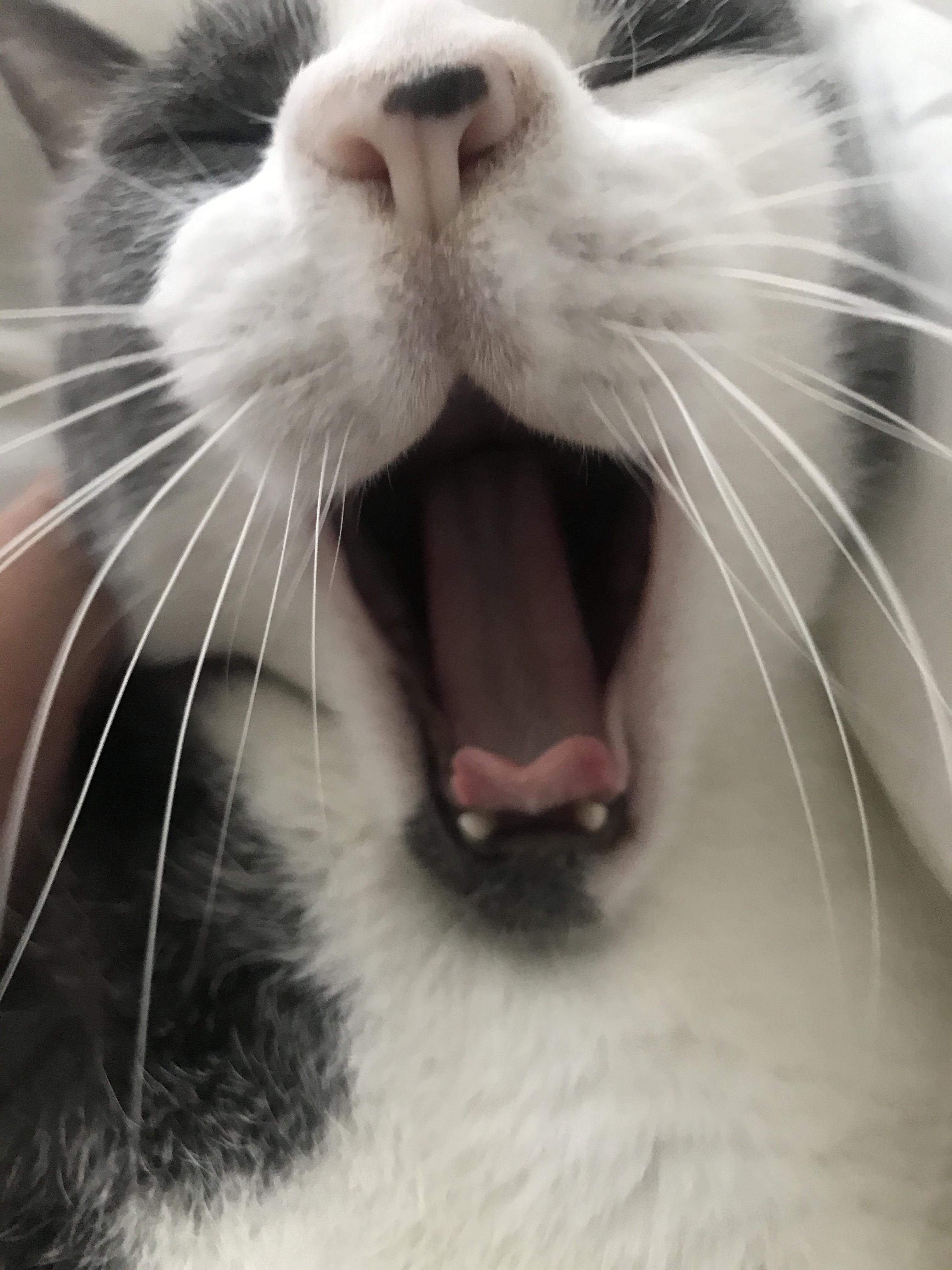 Peanuts presented mid yawn. | Scrolller