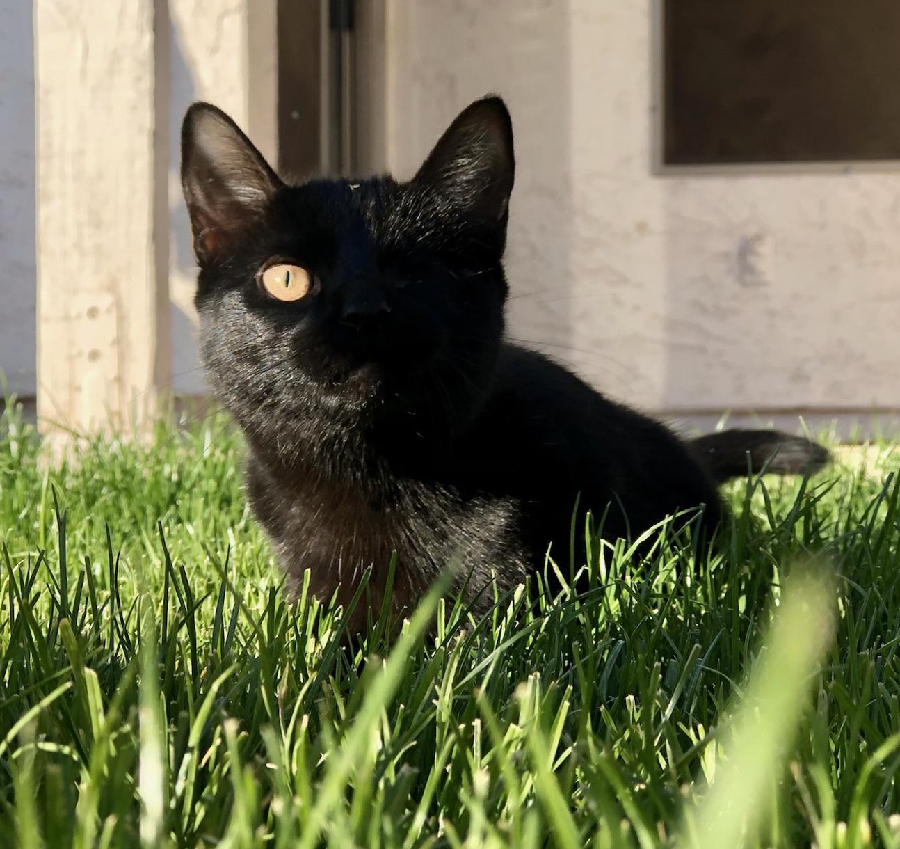 Pepper the One Eyed Assassin 💕 | Scrolller