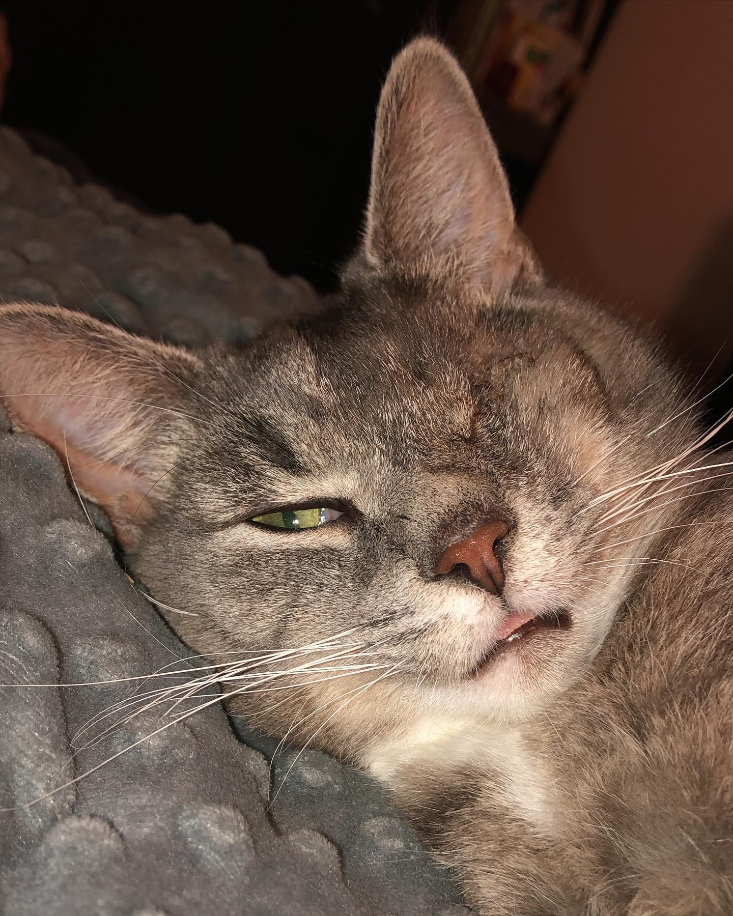 Pepper the pirate slep blep very rare | Scrolller