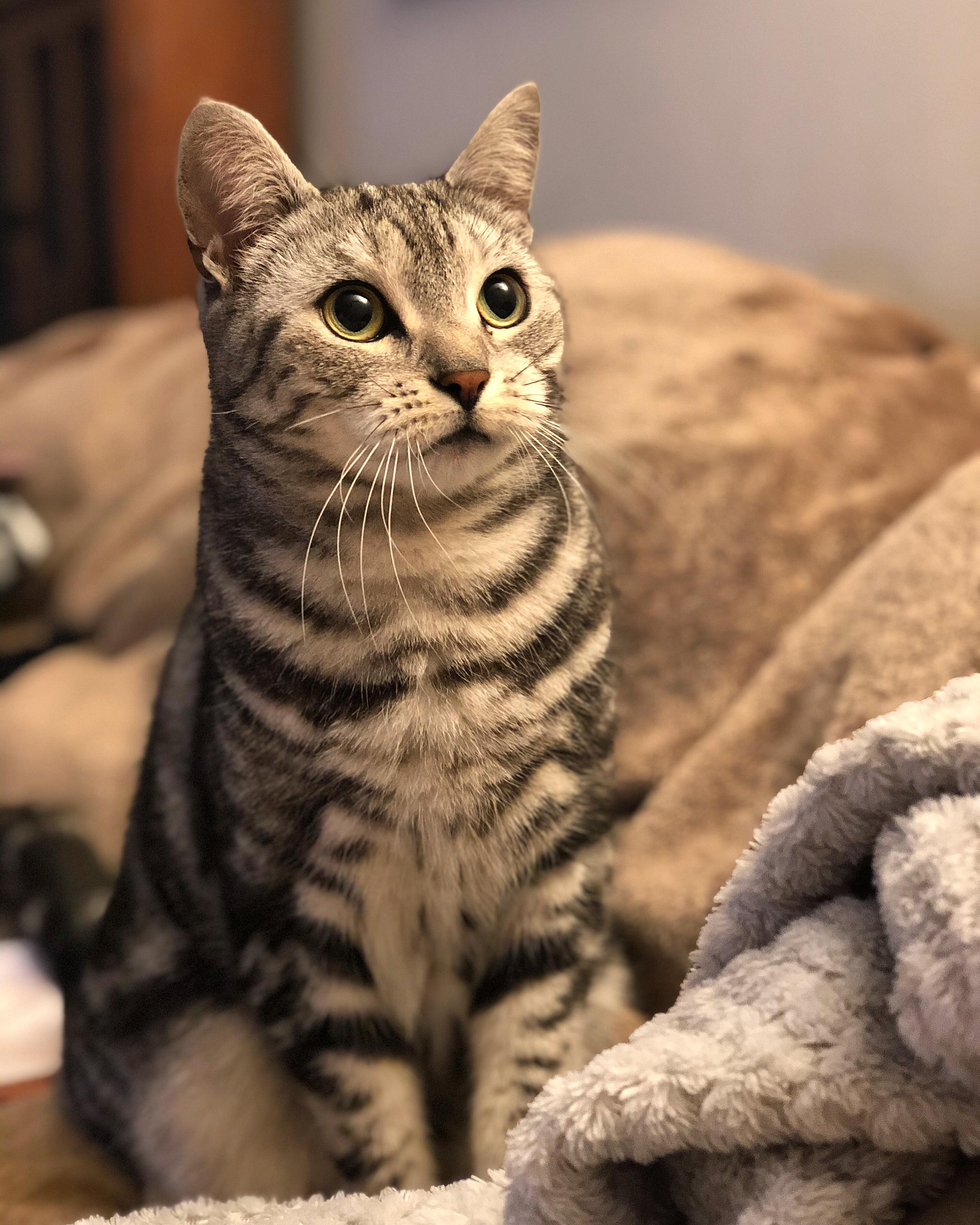 Perfect pudgy playful princess peanuts! | Scrolller