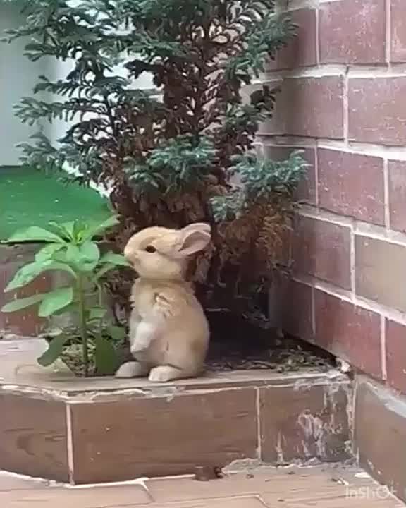 perfectly designed rabbit | Scrolller