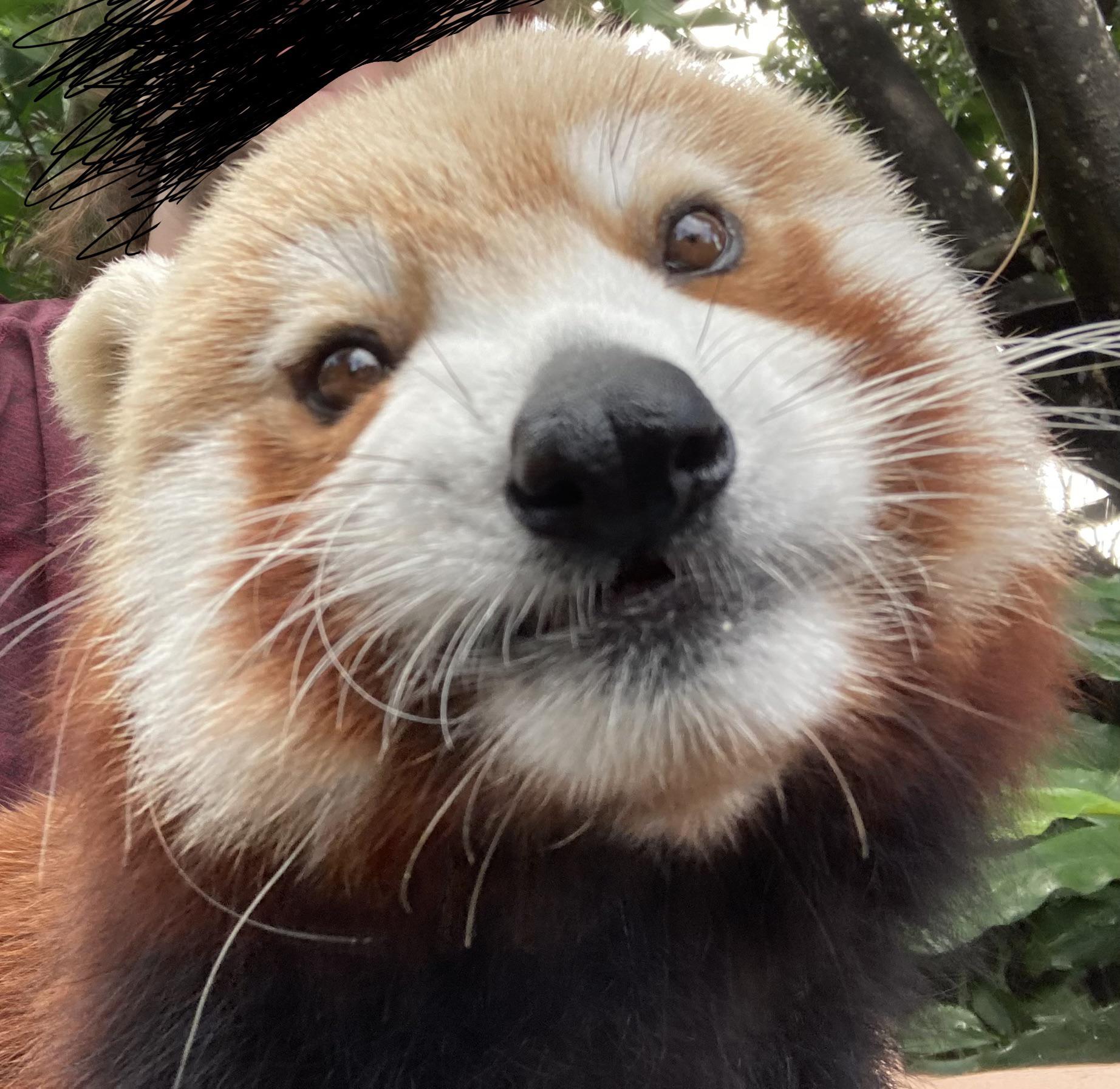 Photo I took of a red panda | Scrolller