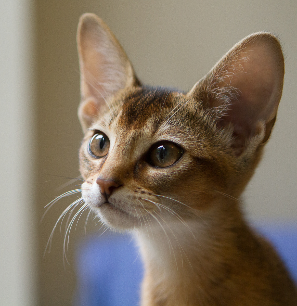 Pica's Peanuts | Scrolller