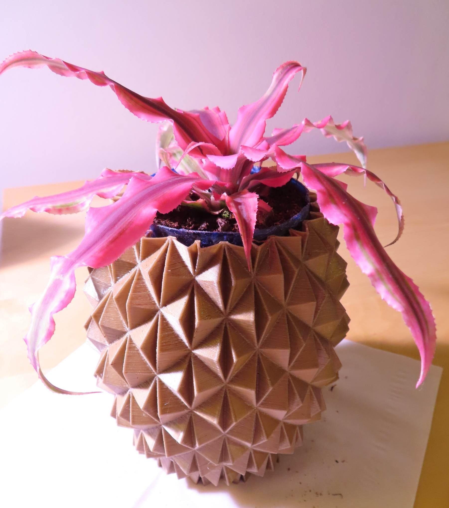 "Pineapple" | Scrolller