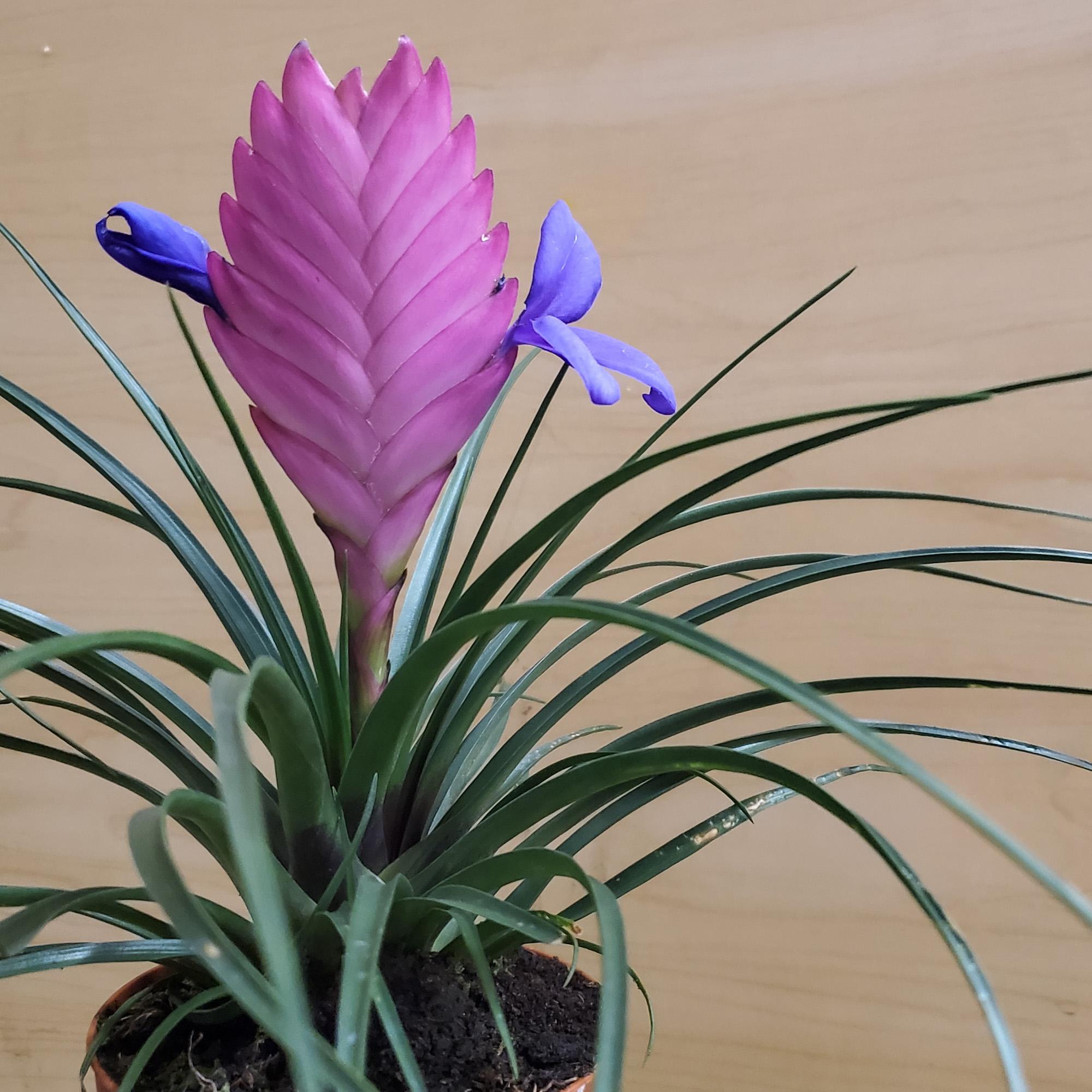 Pink quill bloom! | Scrolller