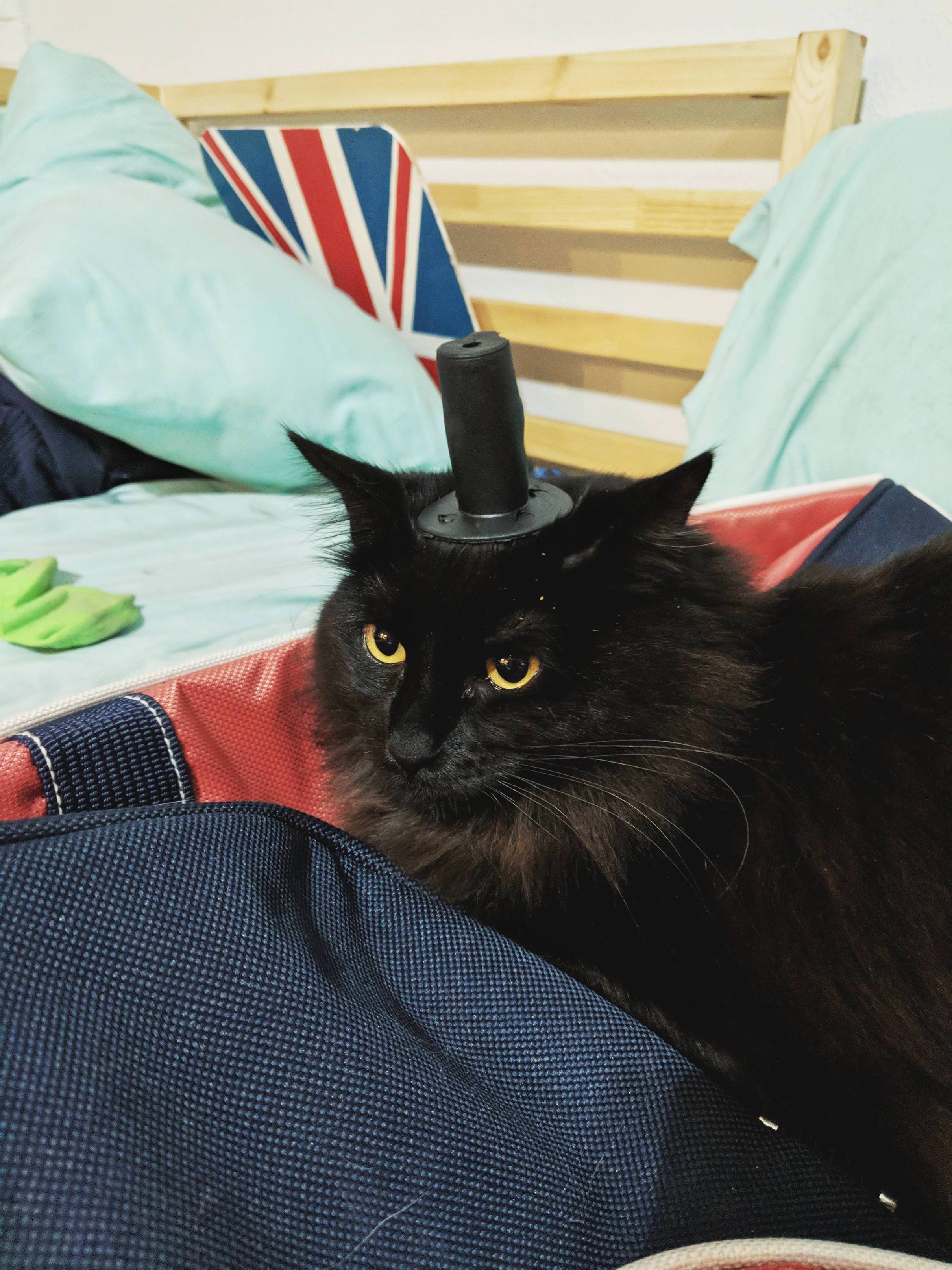 Pip, Pip, Cheerio! My Pipkin is quite dapper! | Scrolller