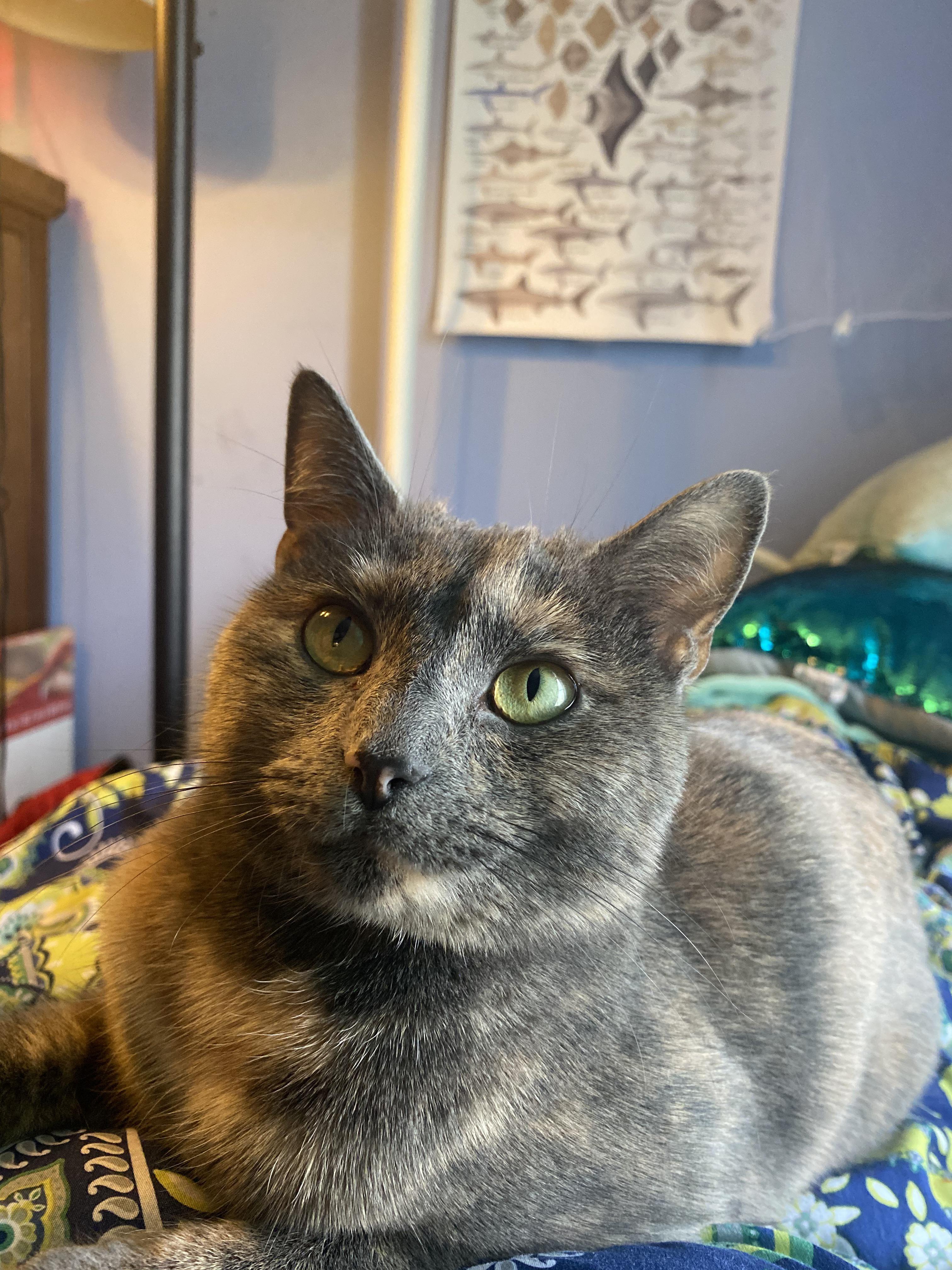 Pippin has the chubbiest little face | Scrolller