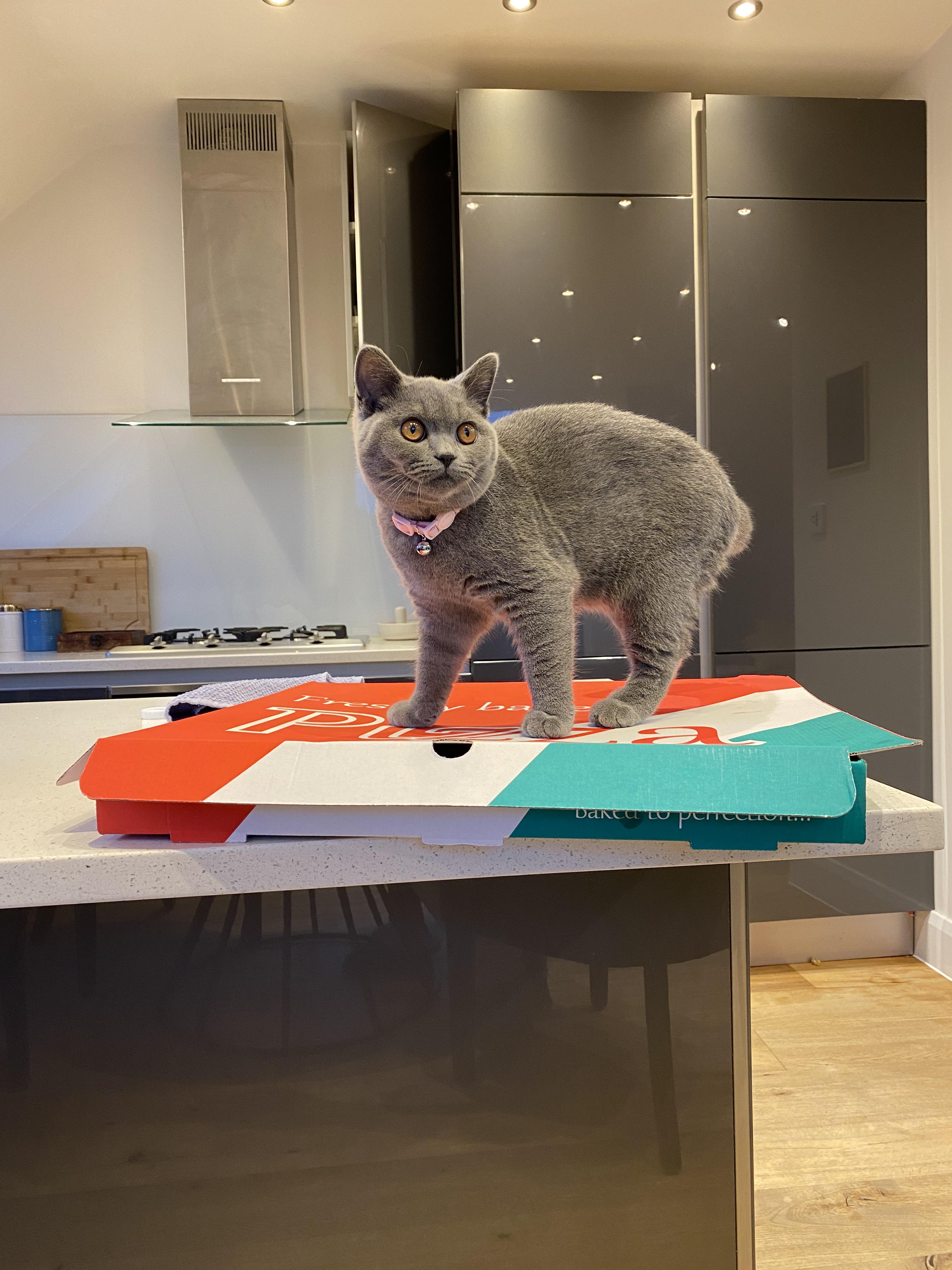 Pizza queen! | Scrolller