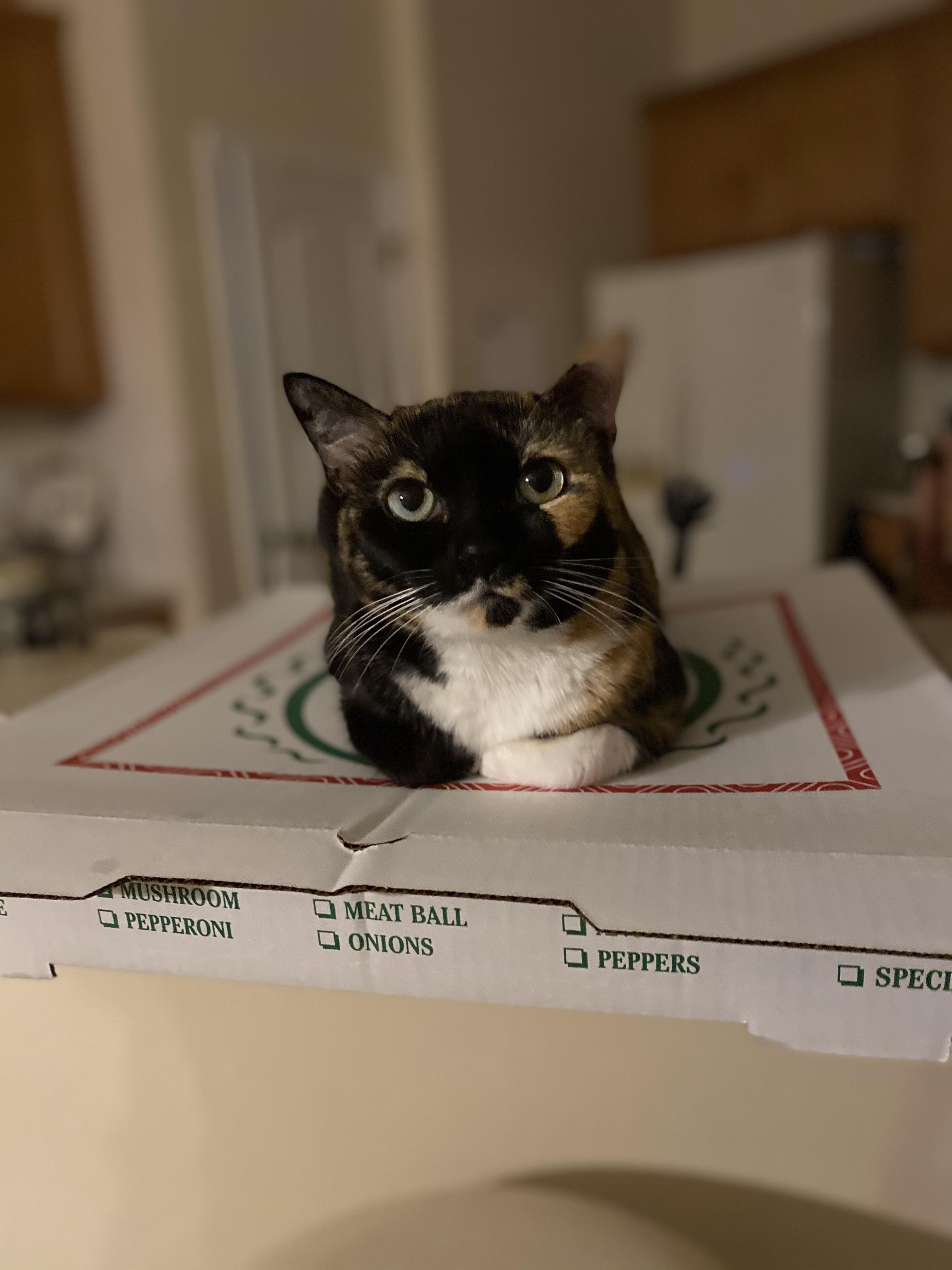 Pizza queen | Scrolller