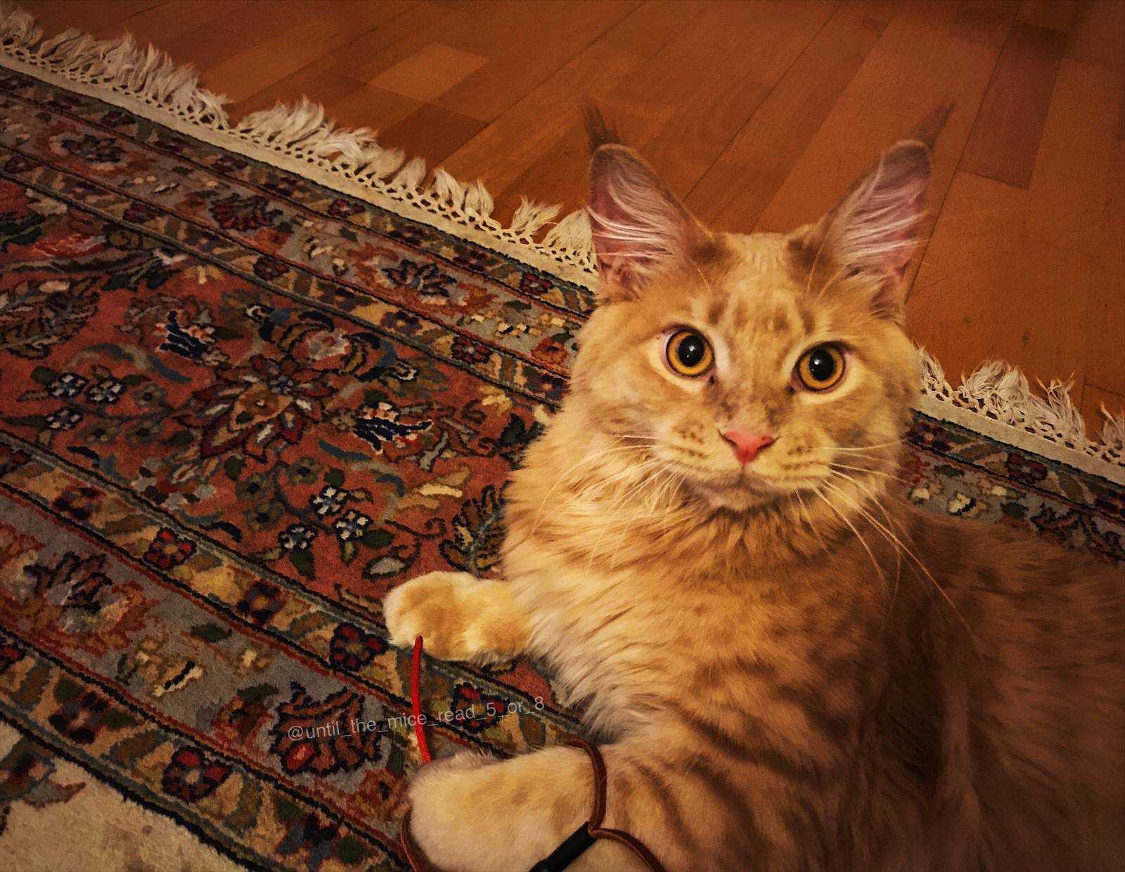 Playful Peanuts | Scrolller