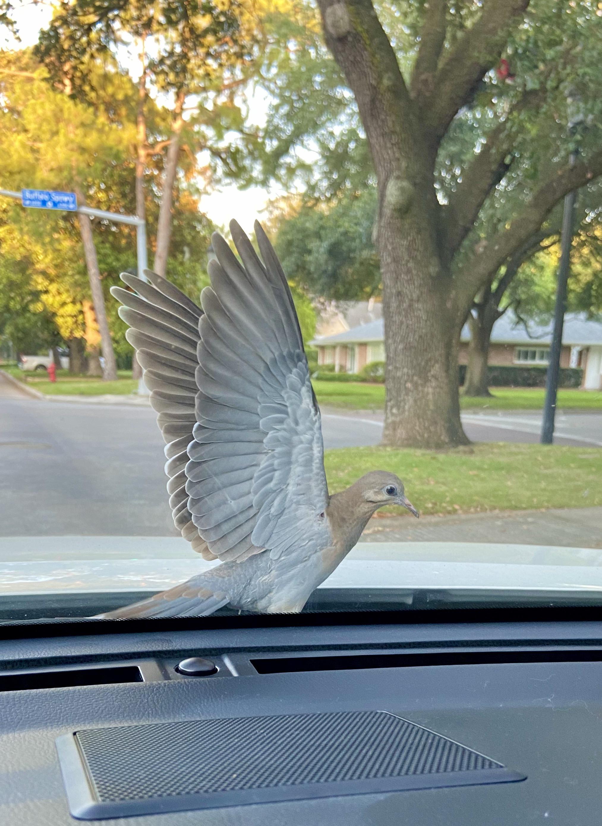 Please help me ID this beautiful bird! | Scrolller