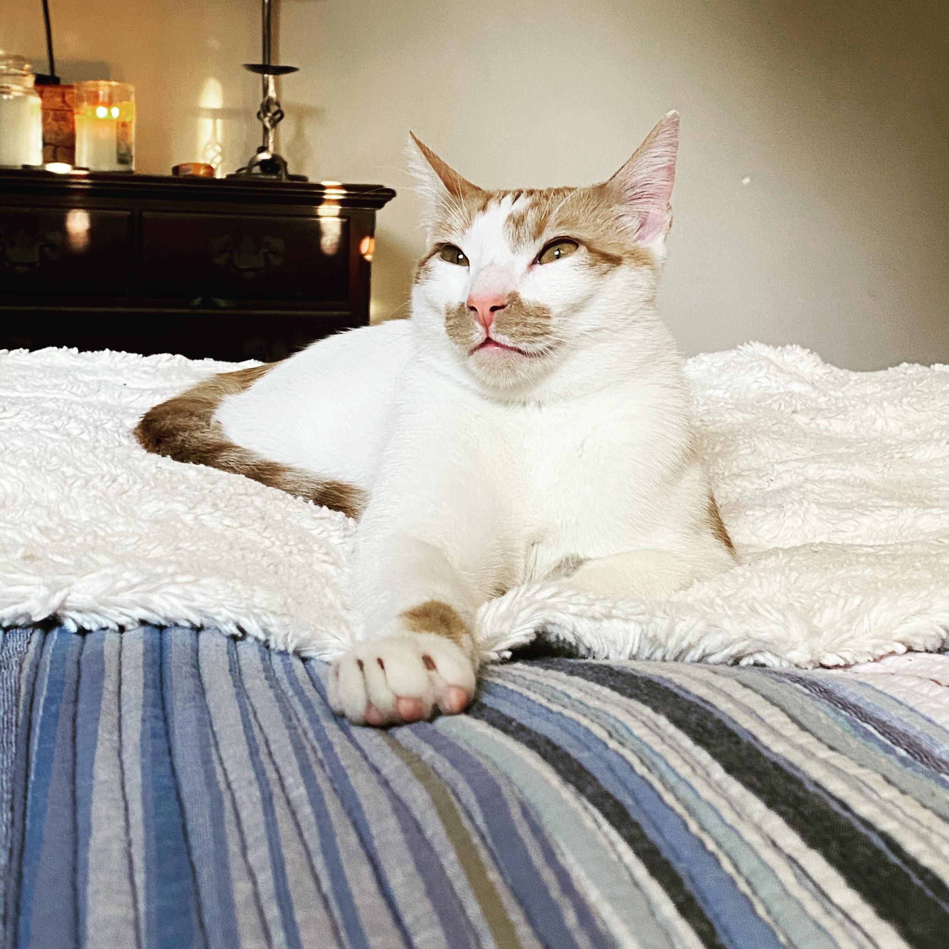 Please meet my handsome son, Colby Jack. His white whiskers are glorious, but he’s most proud of ...