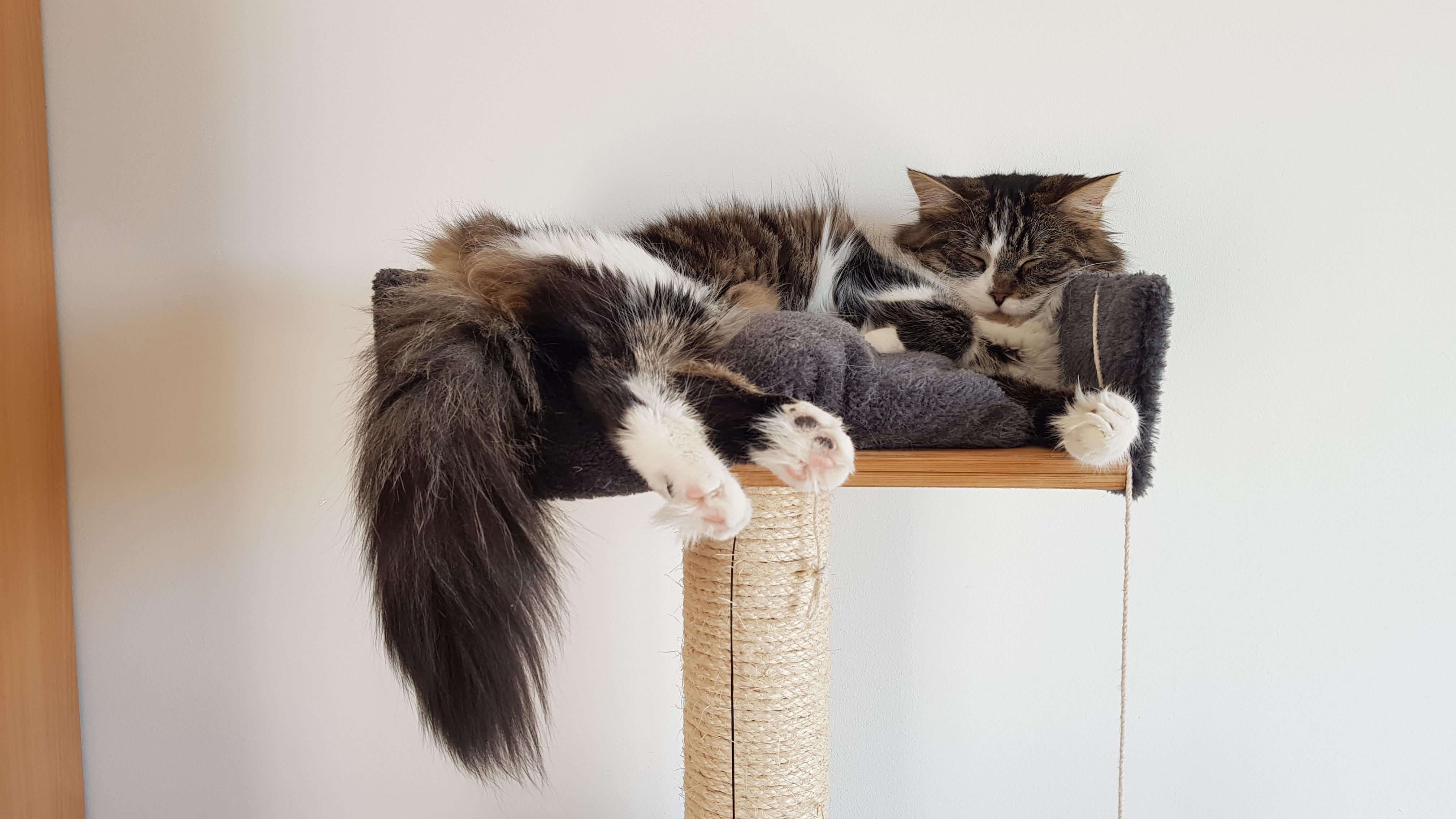 Poki and her brush tail | Scrolller