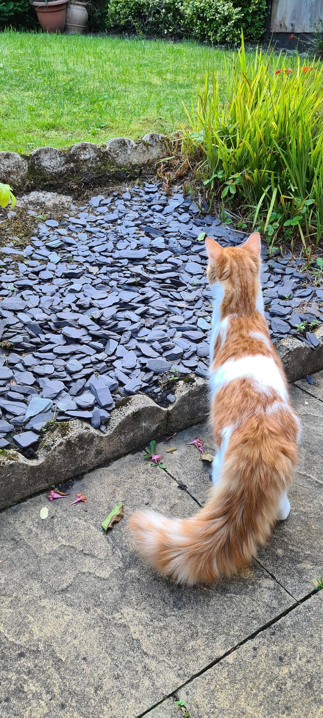 Poncho's 1 YO bottle brush | Scrolller