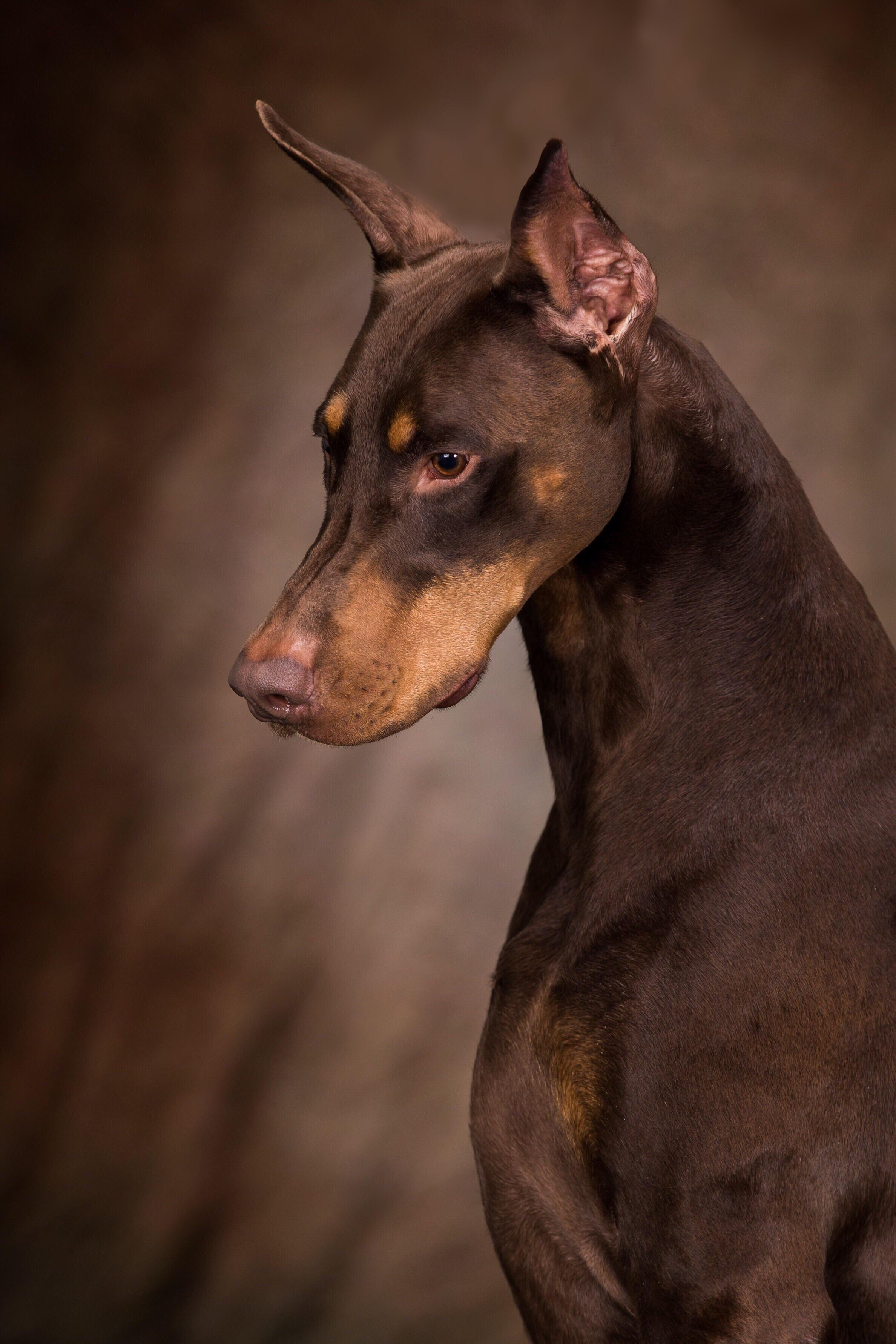 Portrait of my Victor | Scrolller