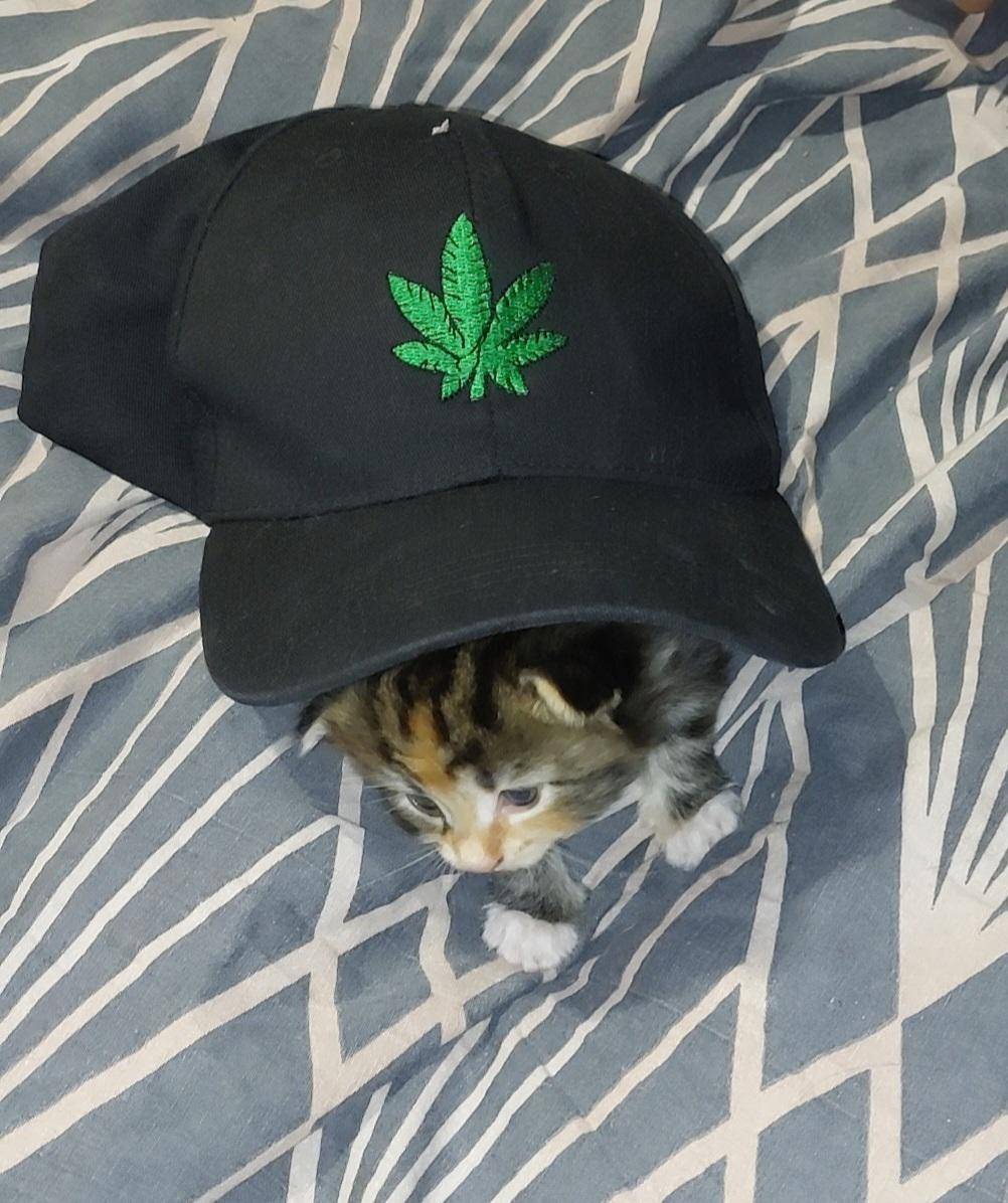 Pot cat hat | Scrolller