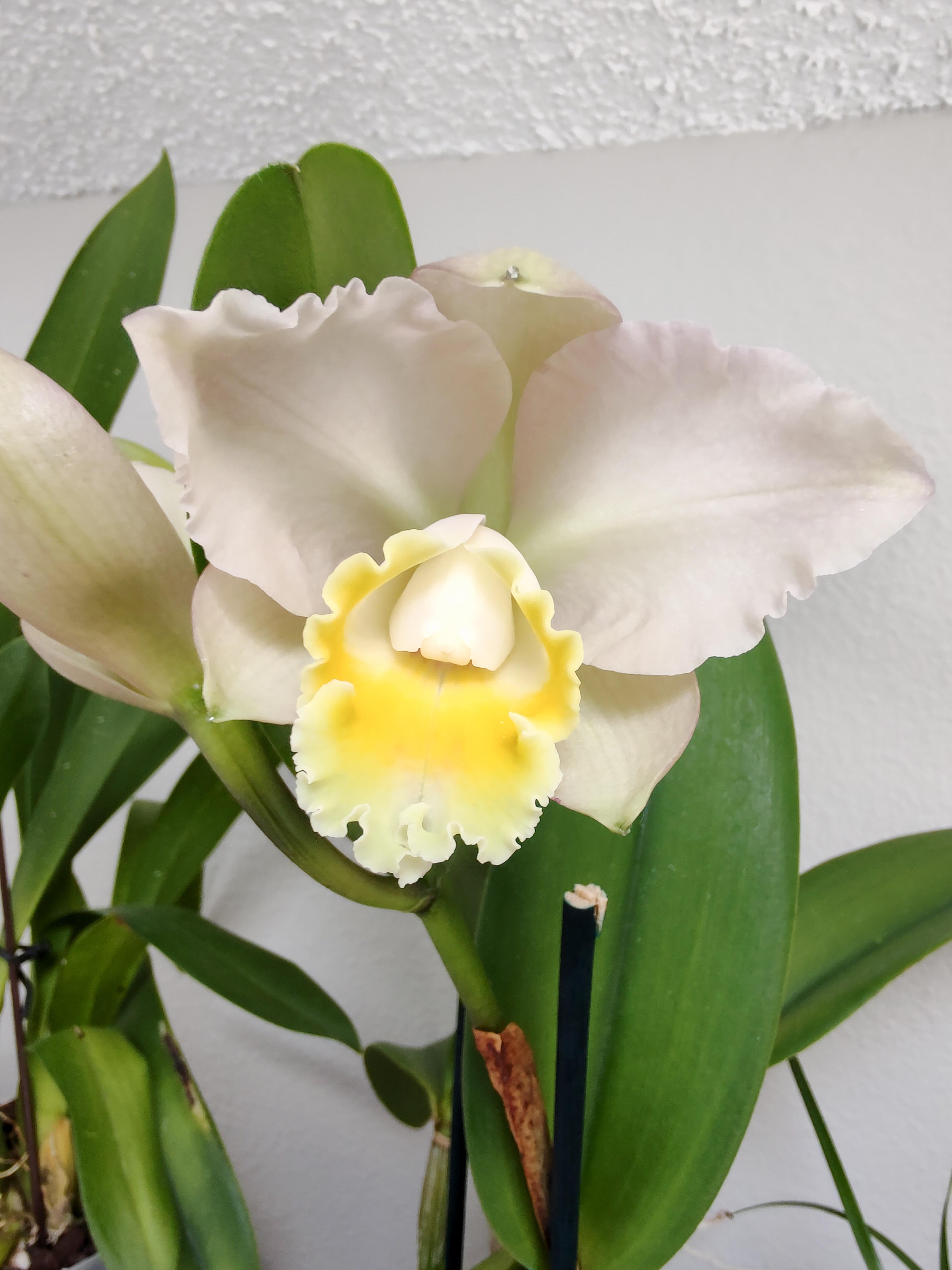 Pot. Montana Spirit 'Big Sky' started opening last night. I can't wait for it to color up ...