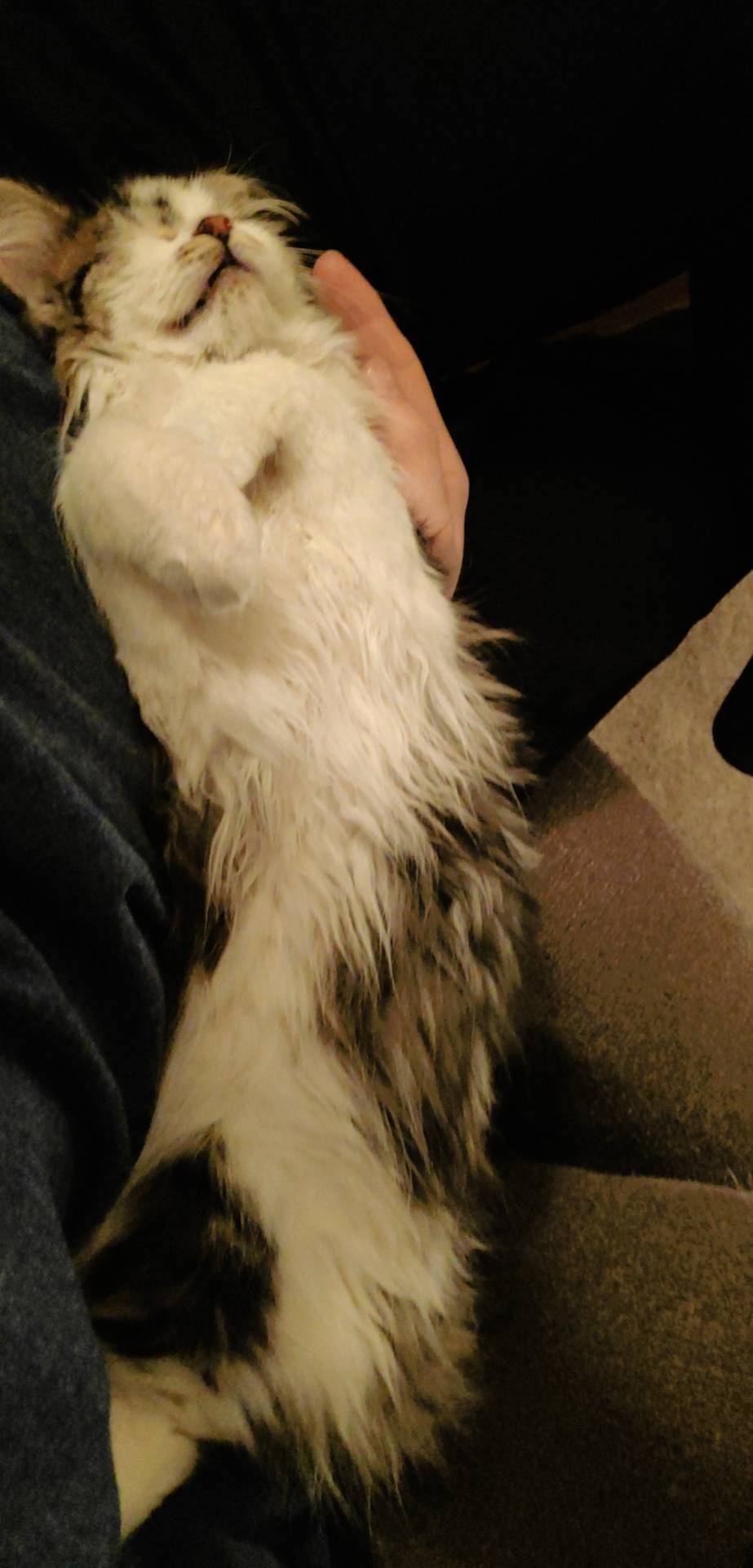 Practically a ferret. | Scrolller