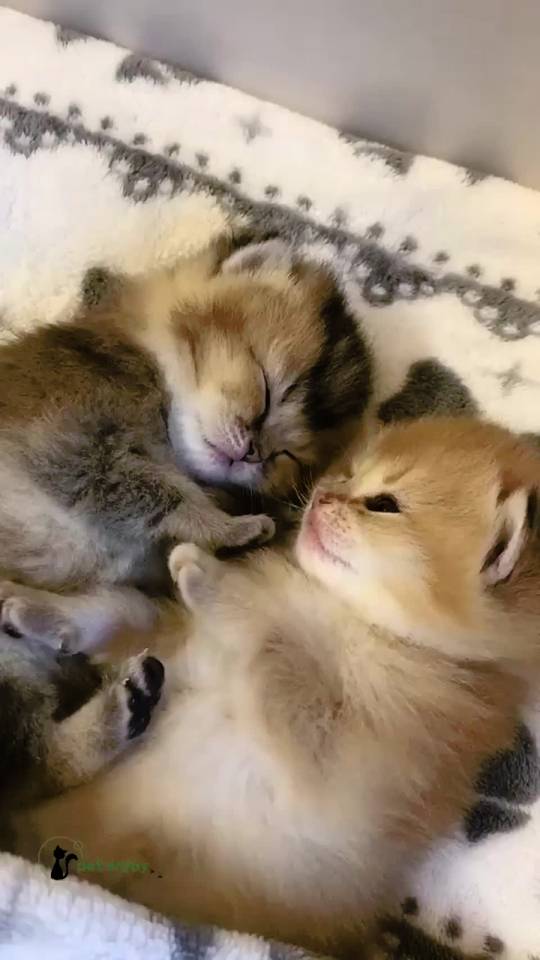 Precious Babies | Scrolller