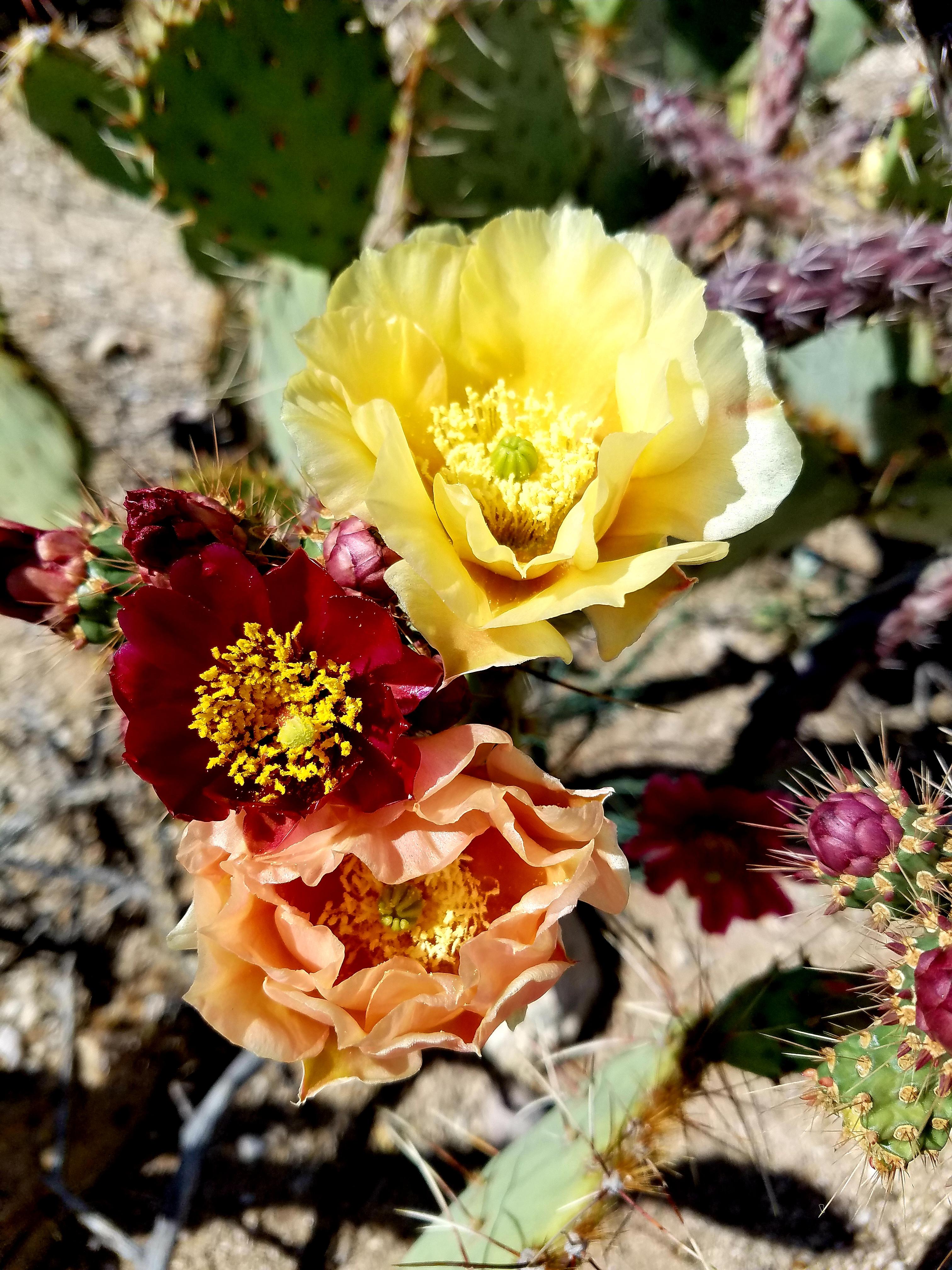 Prickly Pear....it's that time of year | Scrolller