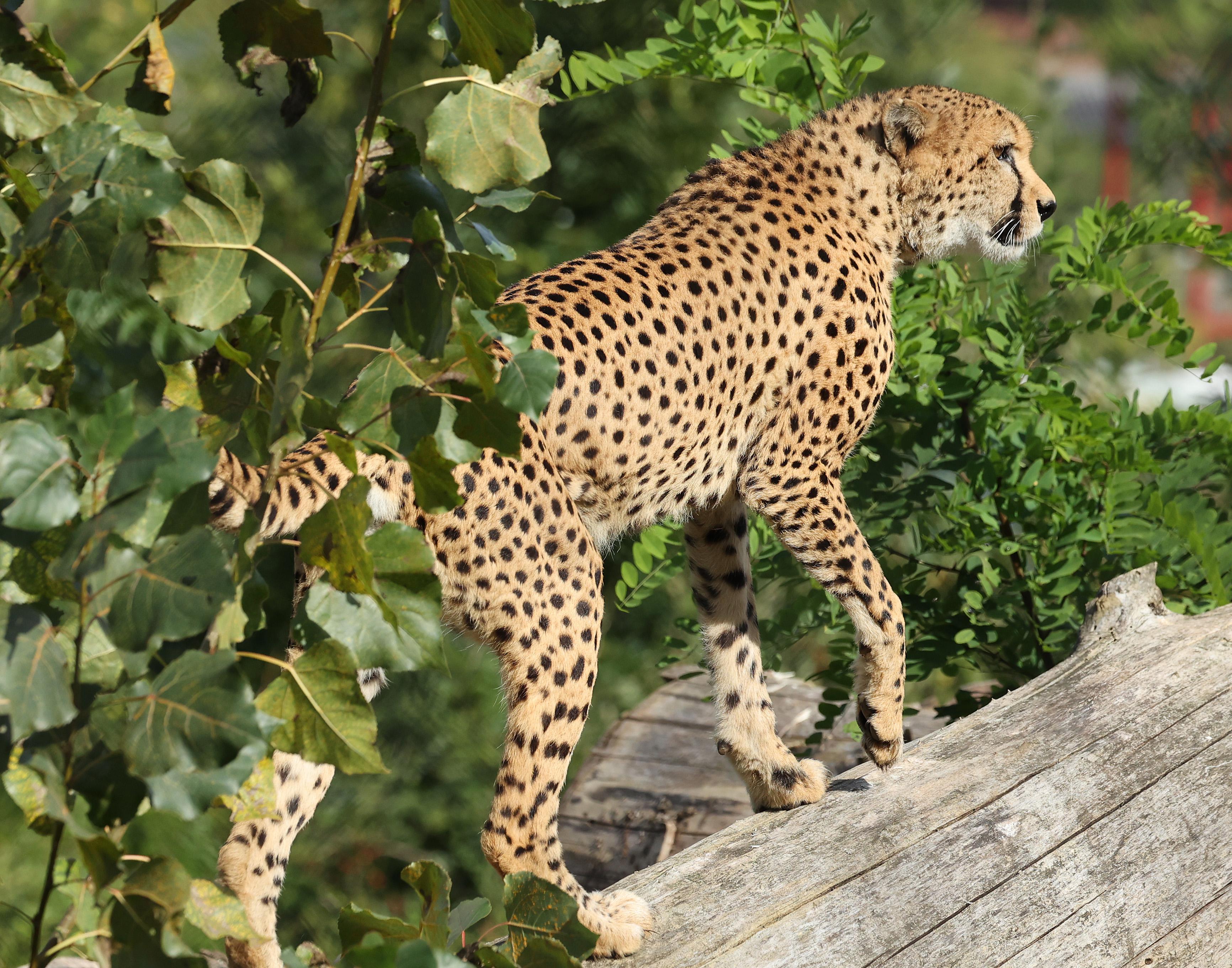 Prowling | Scrolller