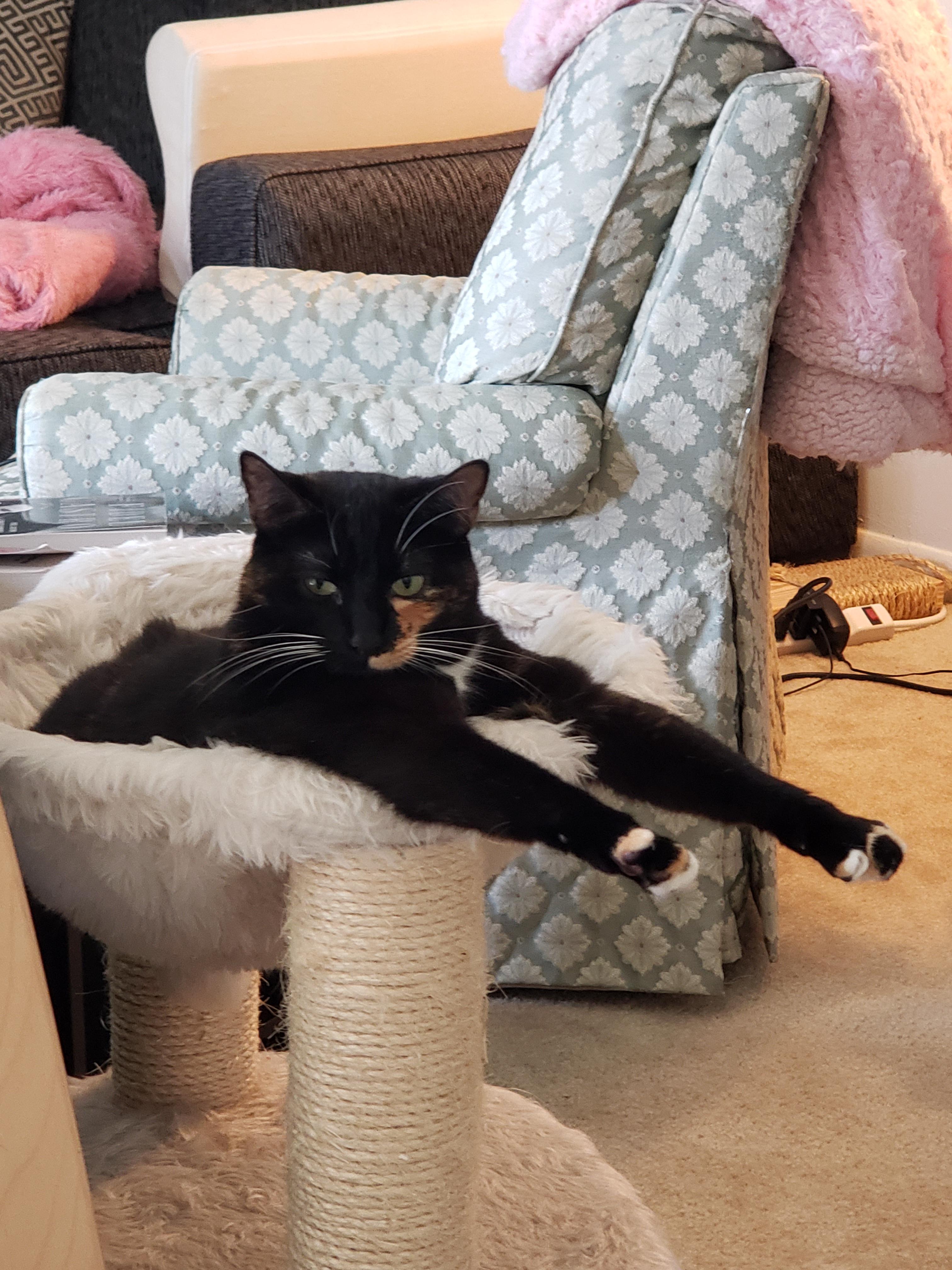 Pumpkin hanging ten | Scrolller