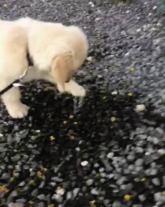 Puppy is confused by water | Scrolller