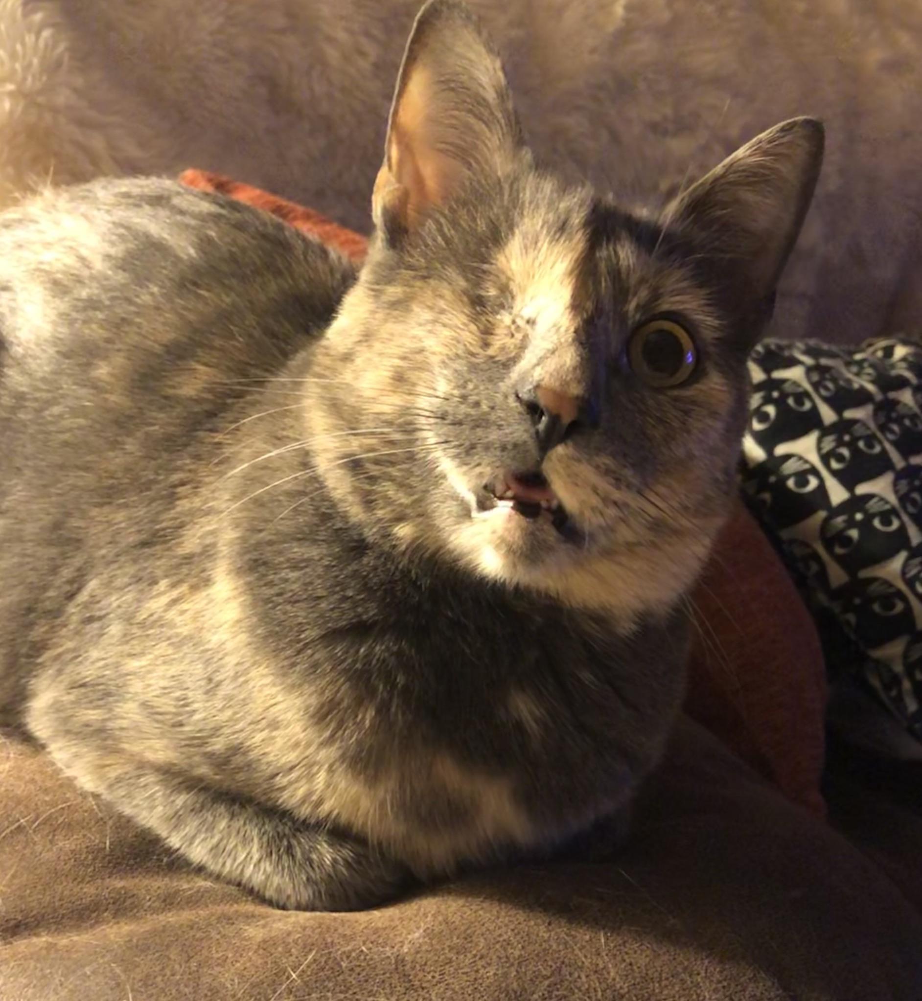 Purrl learning she only has one eye... | Scrolller