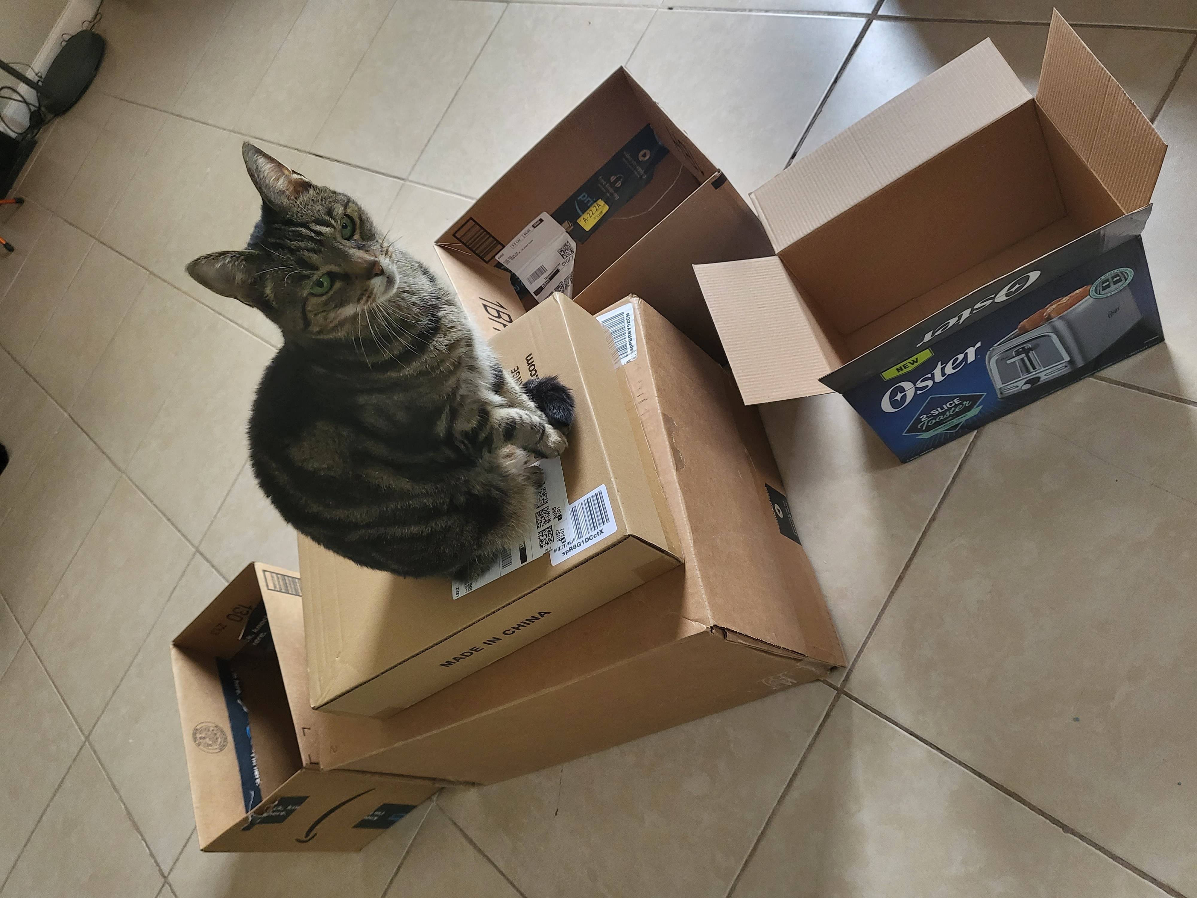 Queen of the boxes | Scrolller