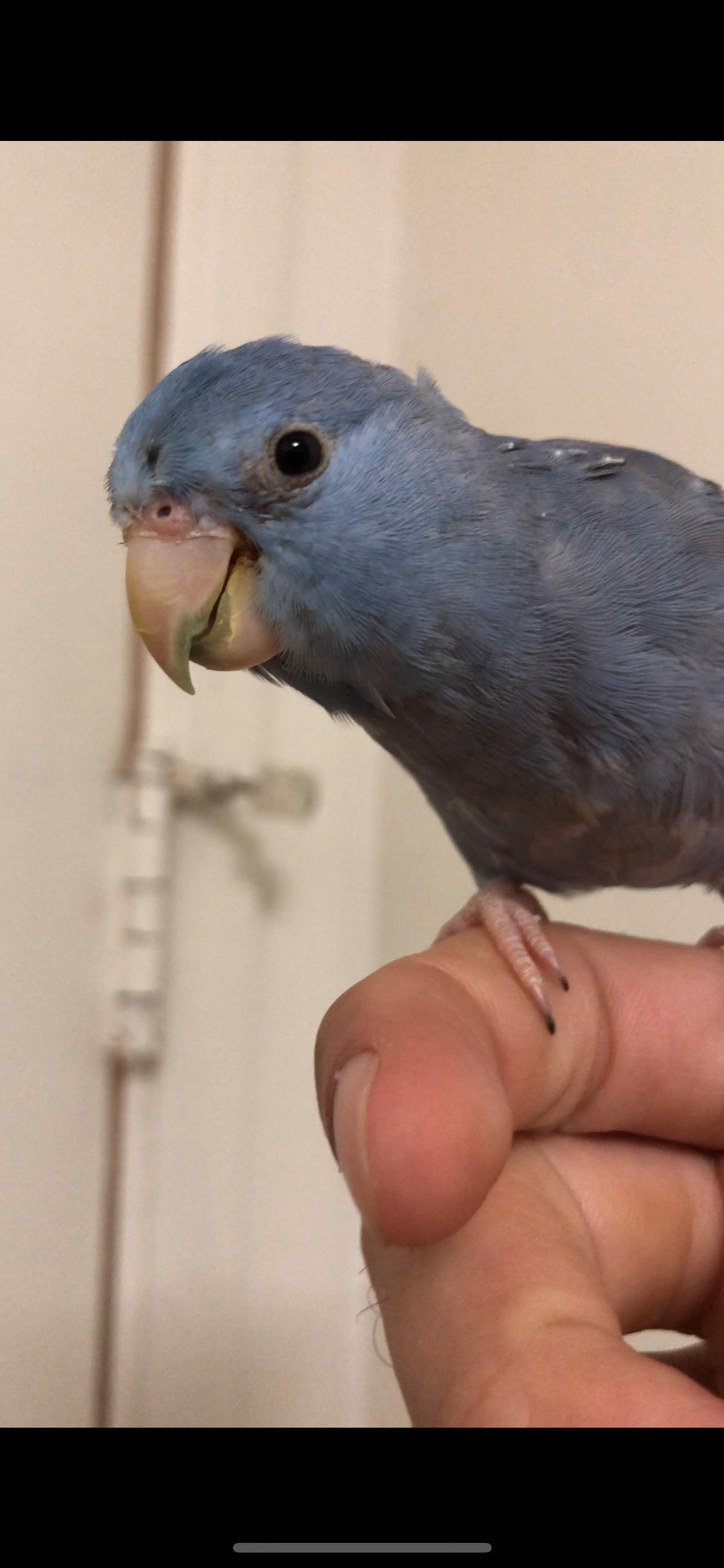 Question On Beak Discoloration Scrolller