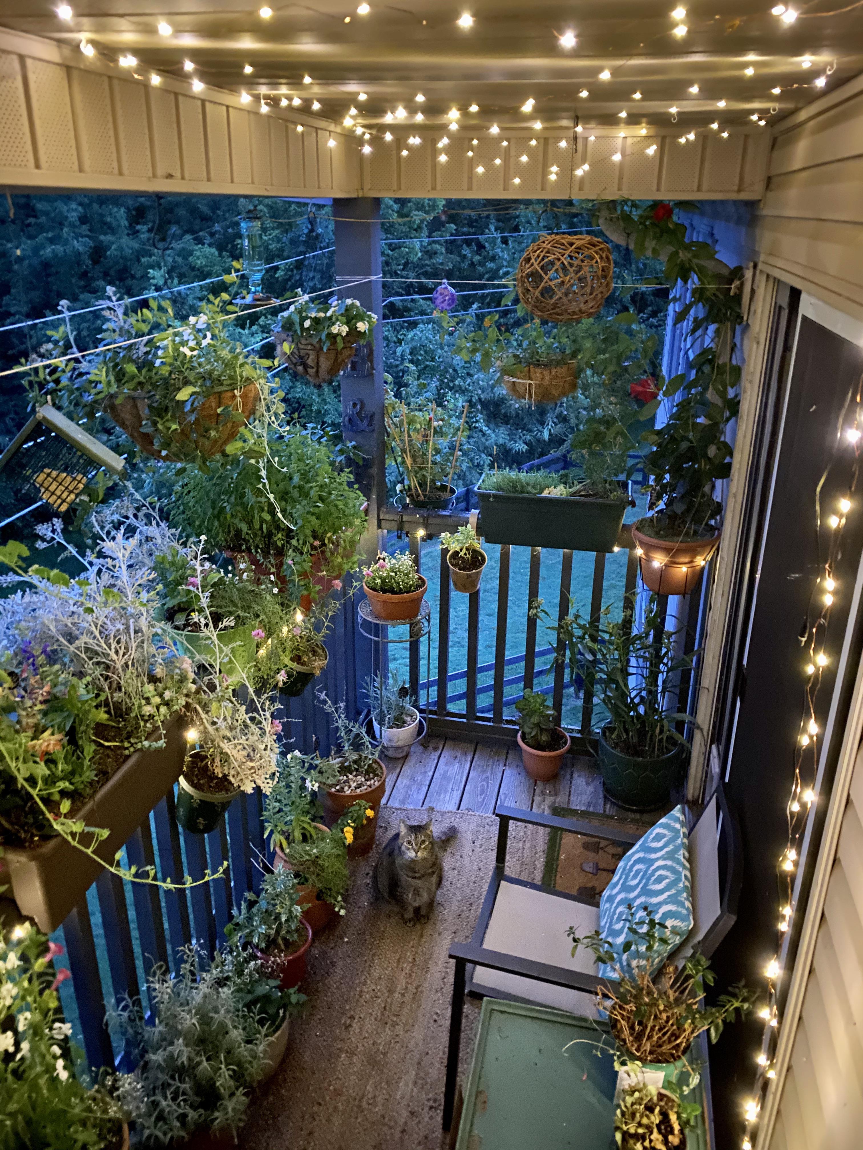 r/CozyPlaces told me to post this here: Binx and the balcony. | Scrolller